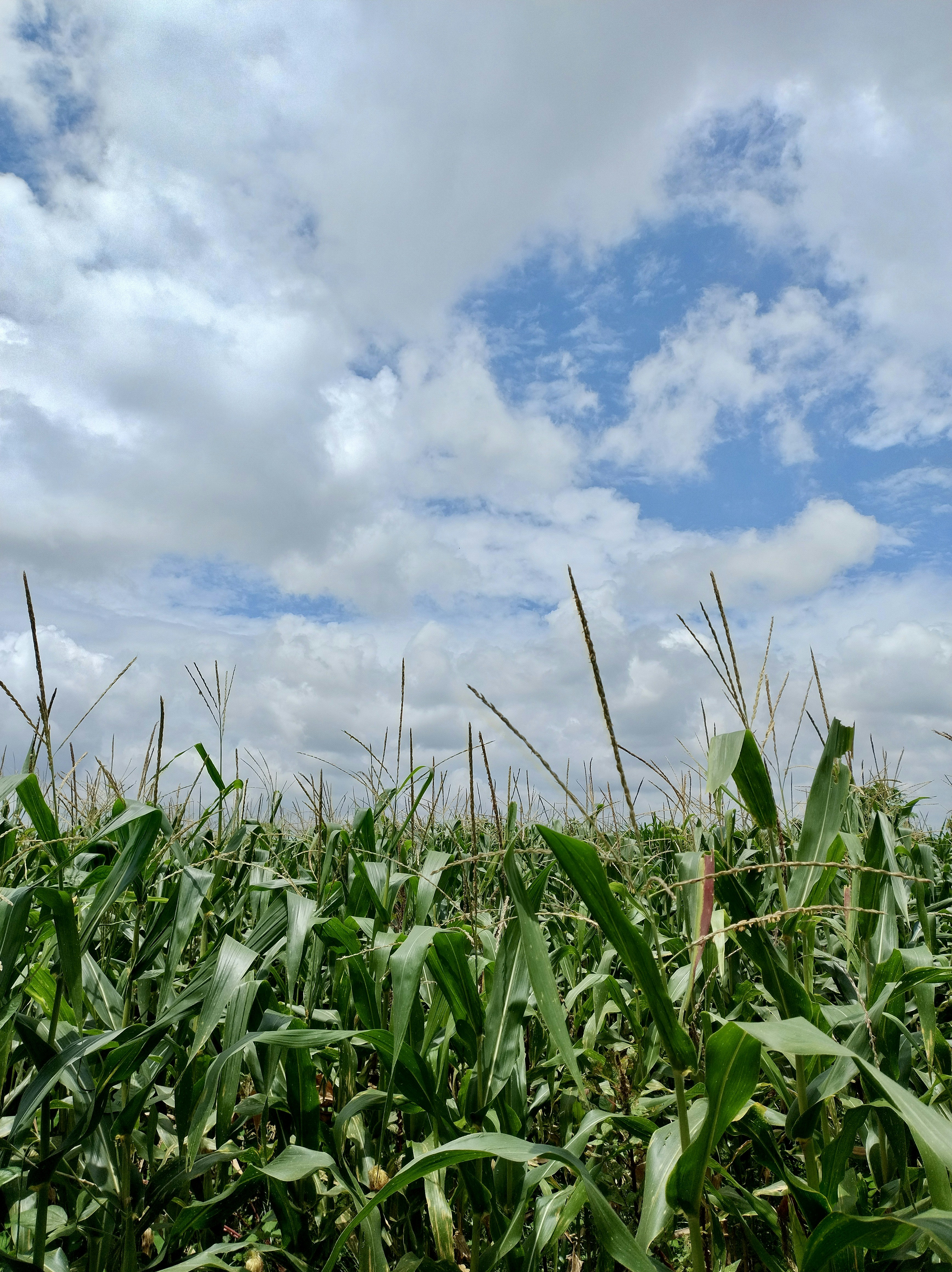 Skyward Field of Corn Under Broad Sky