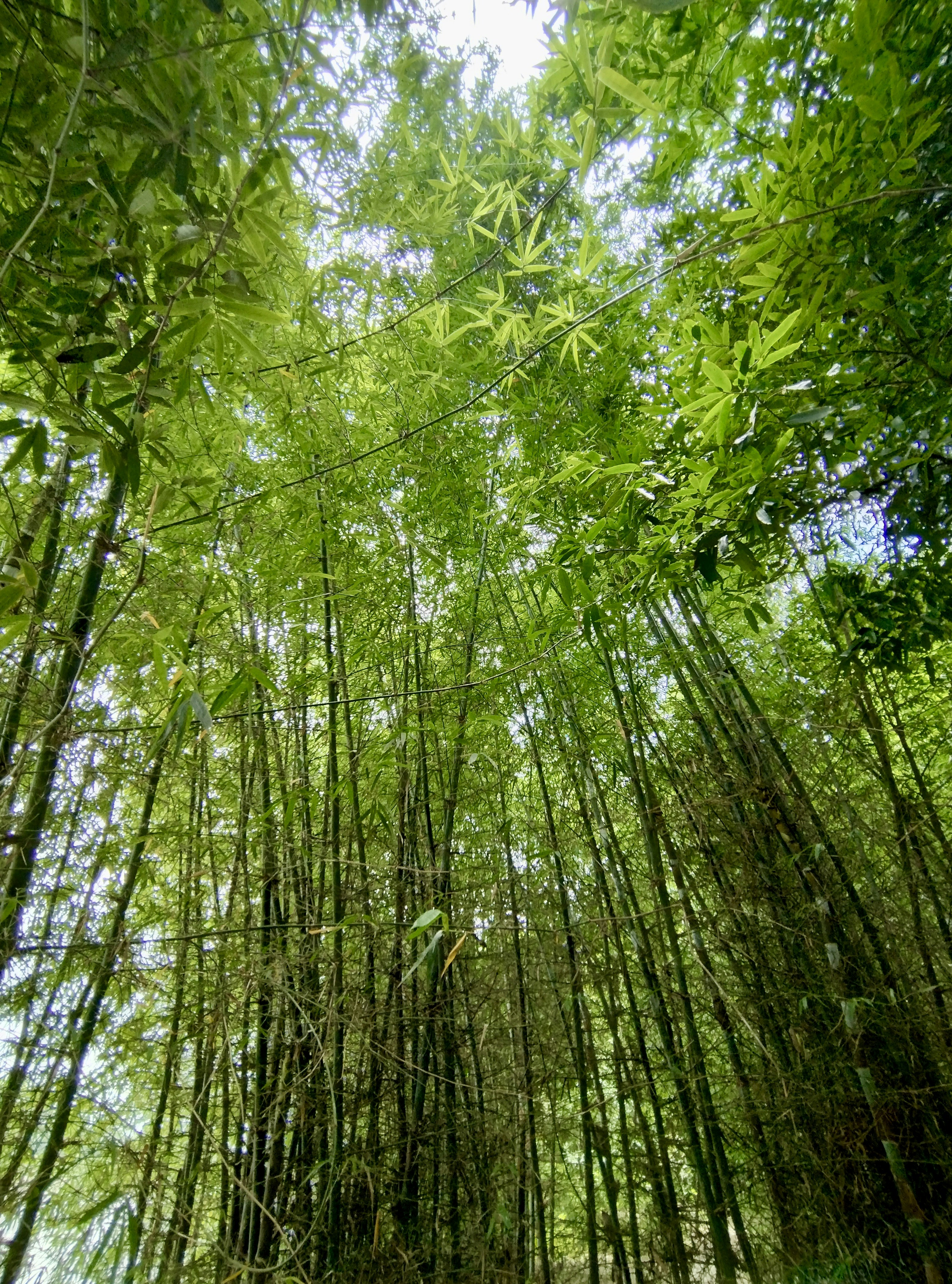 Emerald cielo: a bamboo canopy stretching toward the light