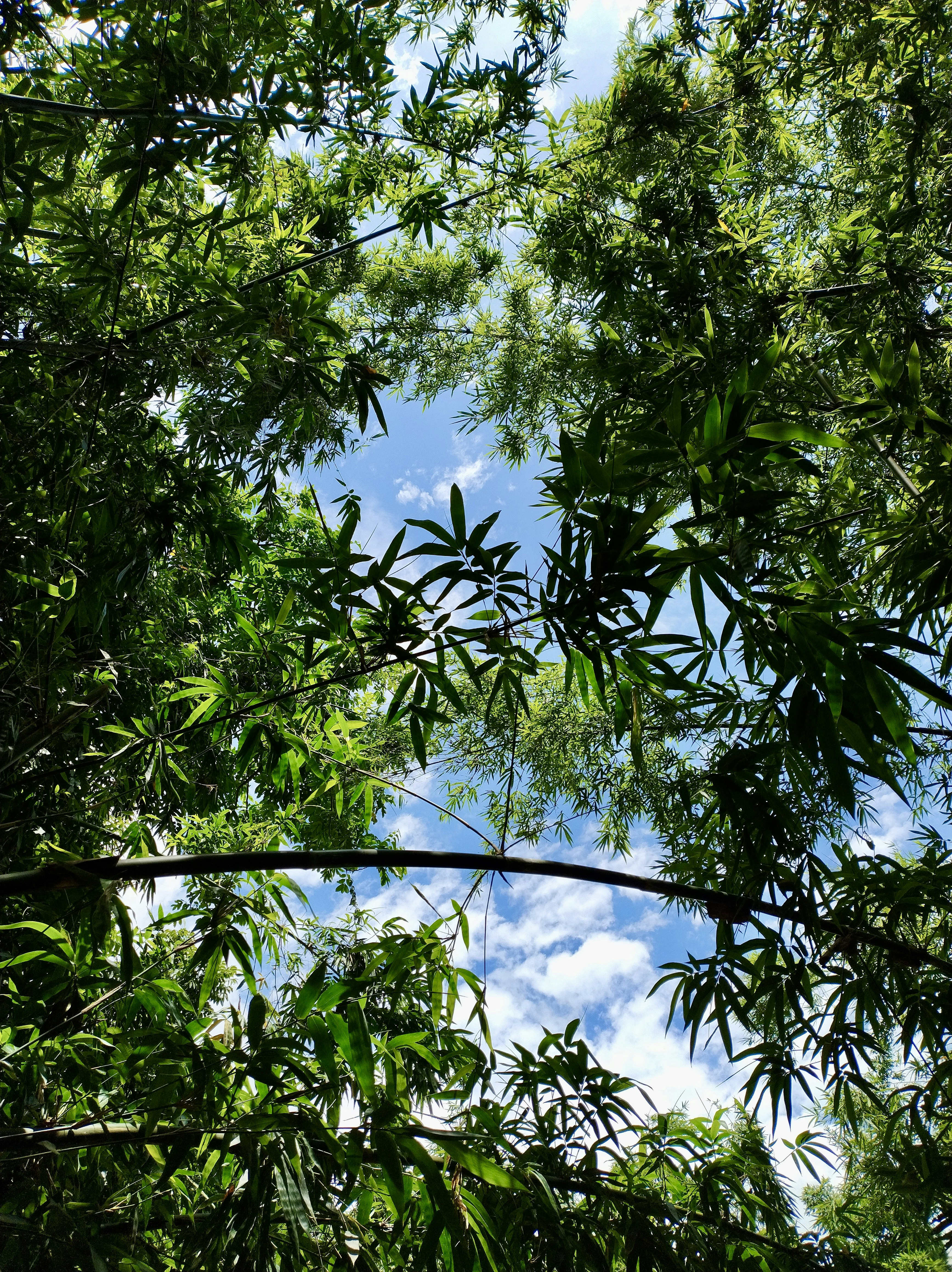 Dense green leaves frame a patch of blue sky and white clouds seen through the canopy.