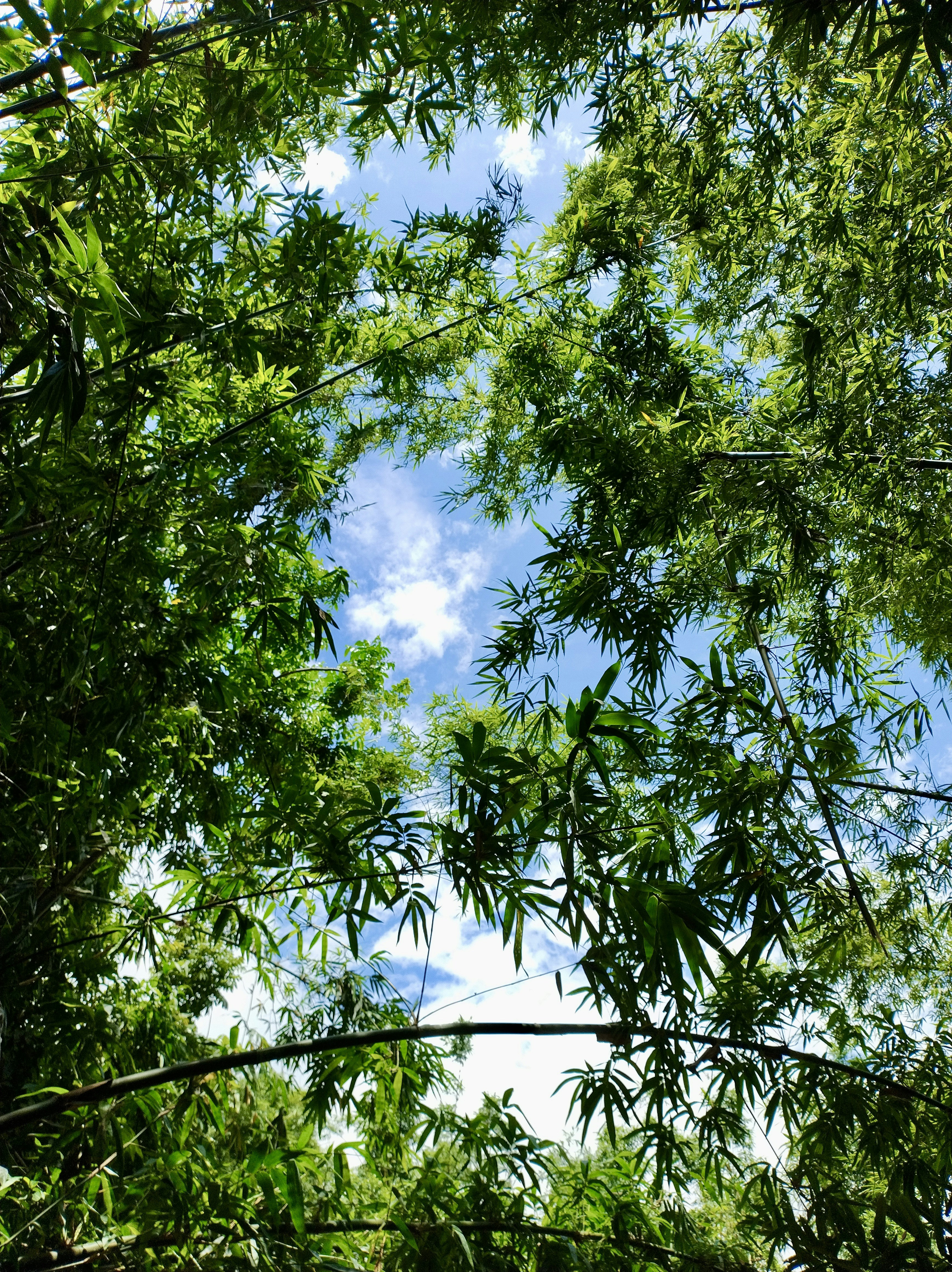 Sun-dappled bamboo leaves arch toward a bright blue sky, creating a lush, natural tunnel captured from below. A serene outdoor scene emphasizing greenery and daylight.
