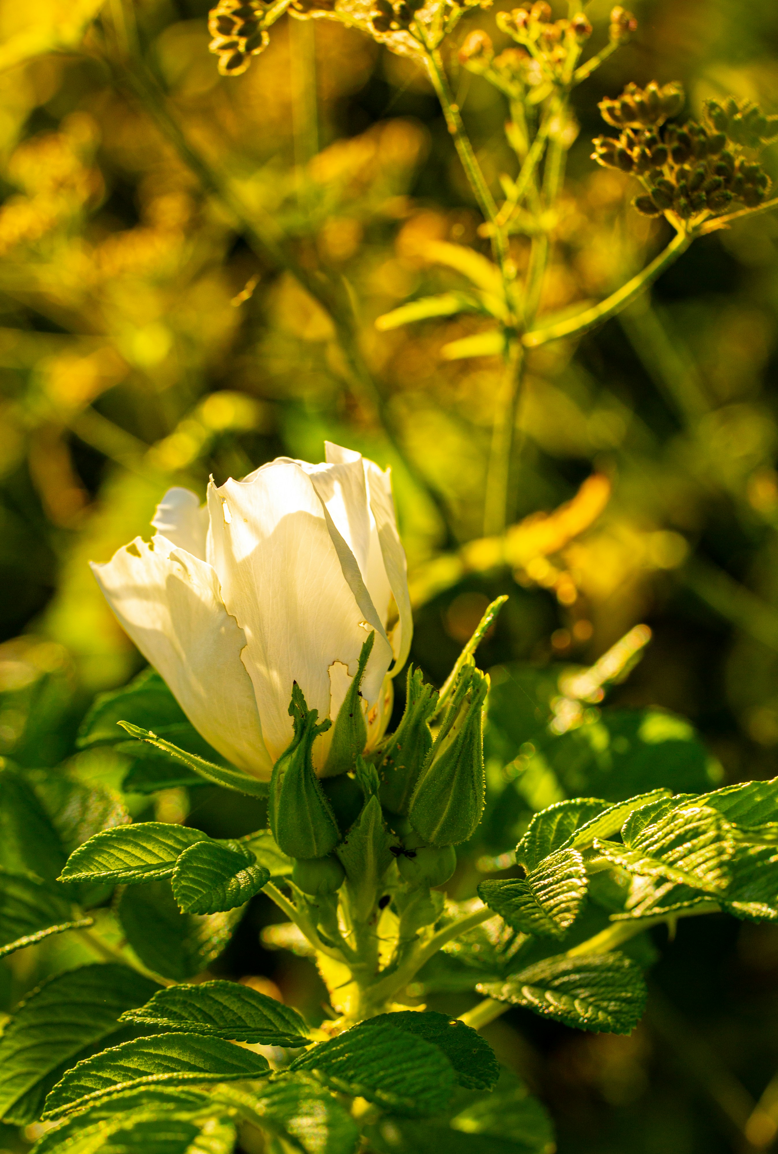 Whispering White Blossom in Golden Light