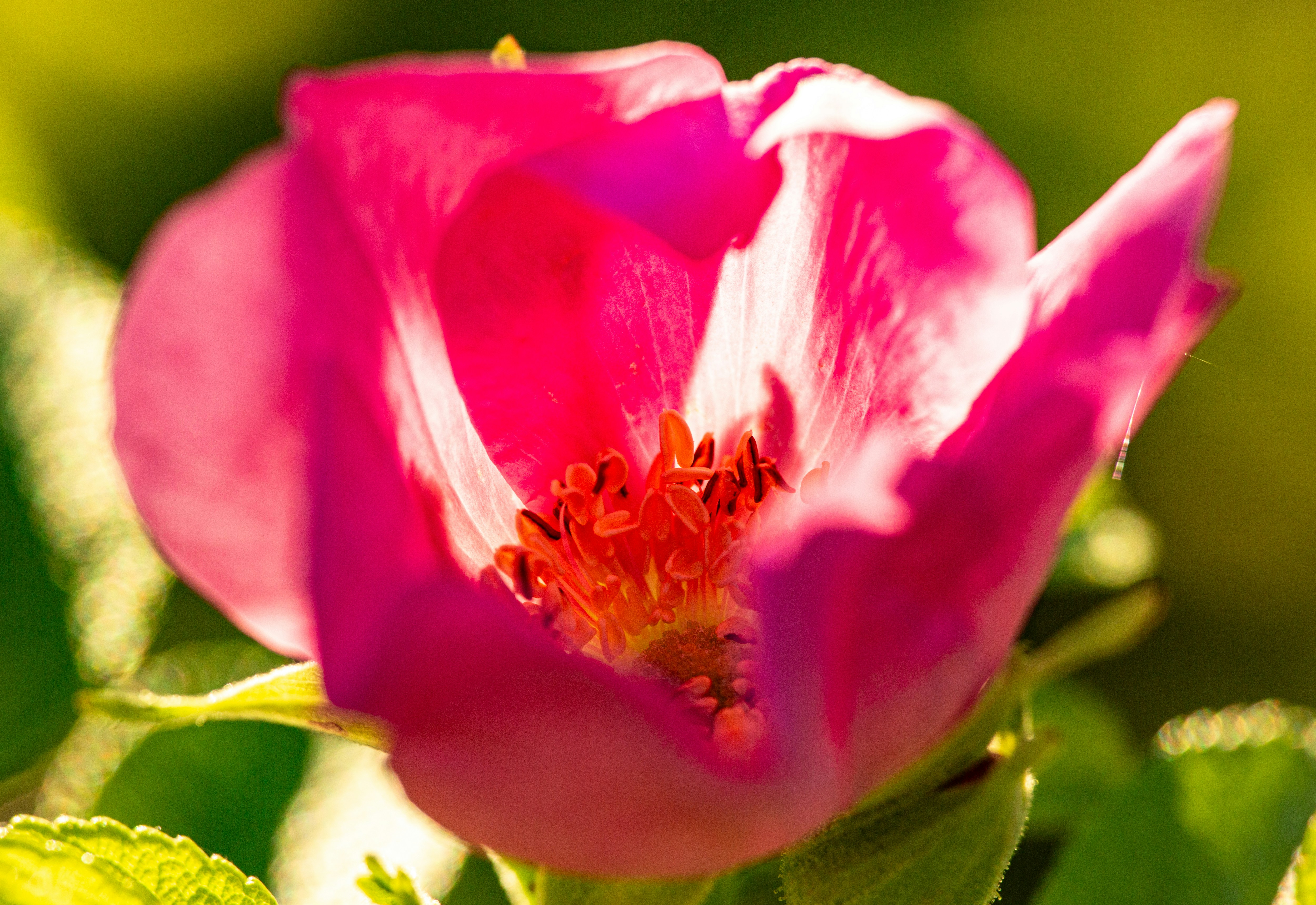 Petal Core: A Vibrant Pink Bloom Reaches for the Sun