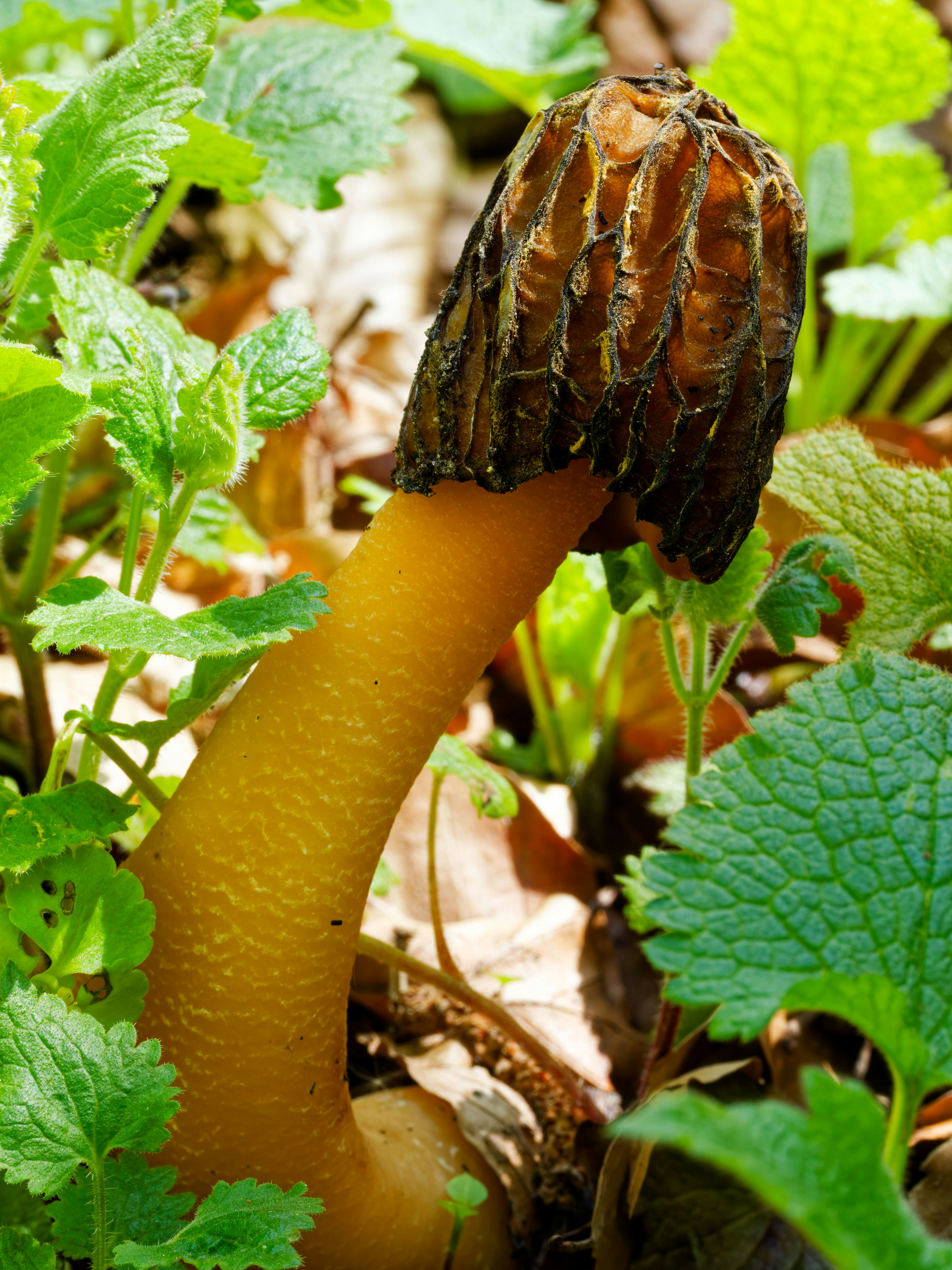 Curved Golden Stem Rising Toward a Dark Crown