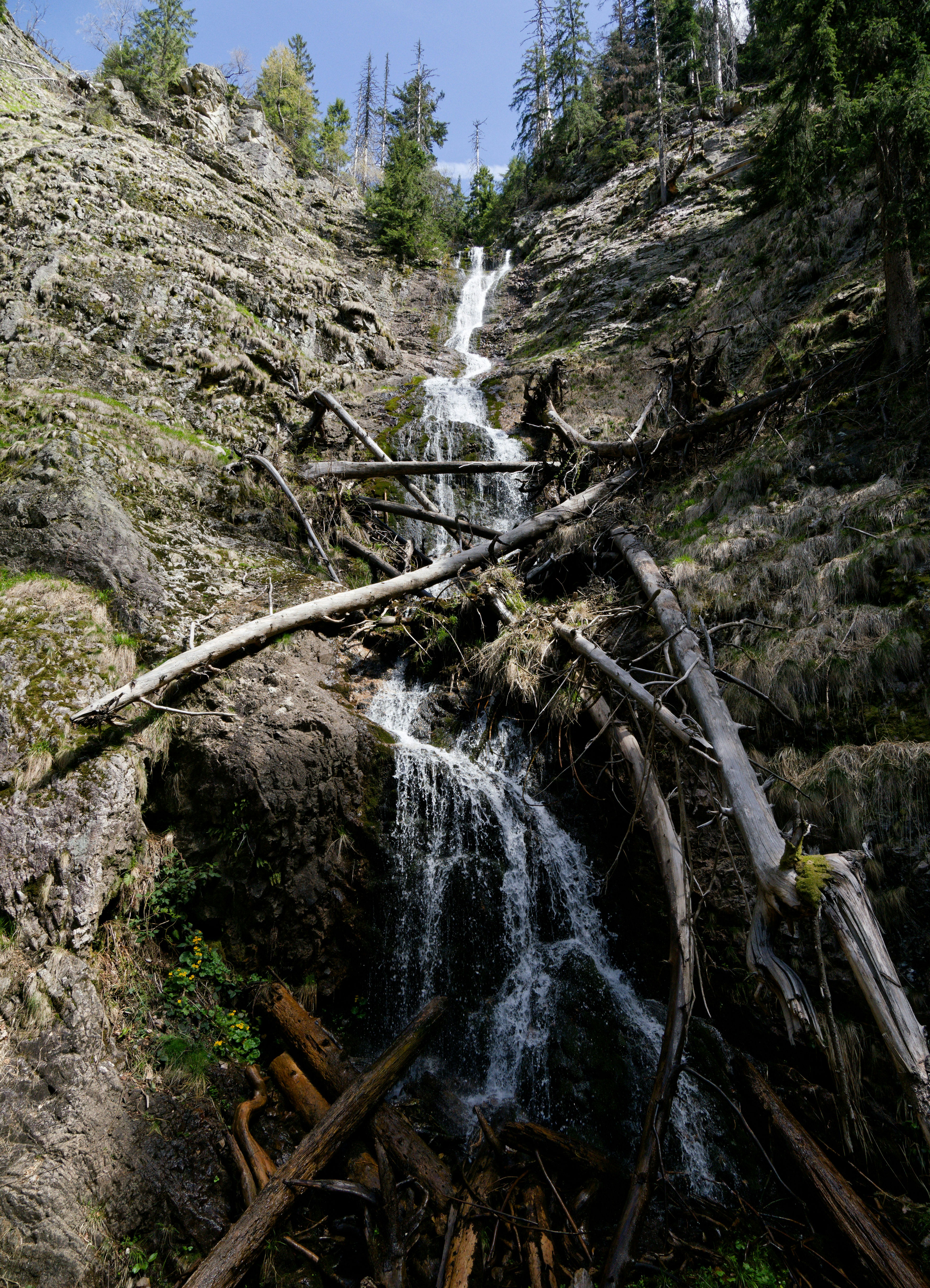 Cascading Narrow Falls Trussed by Fallen Pines in a Rocky Ravine