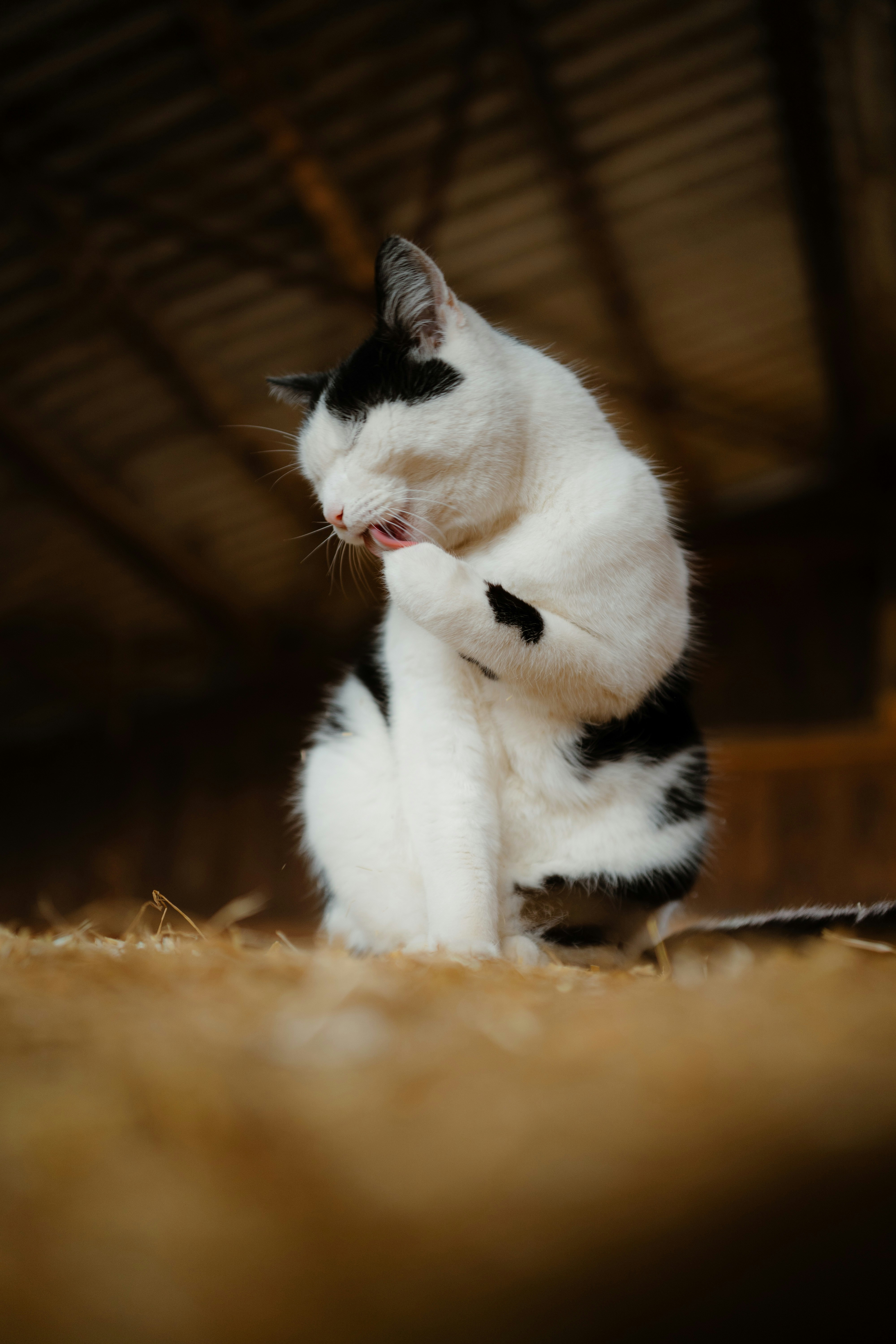 Midday Groom: A Black-White Cat in Quiet Barn Light