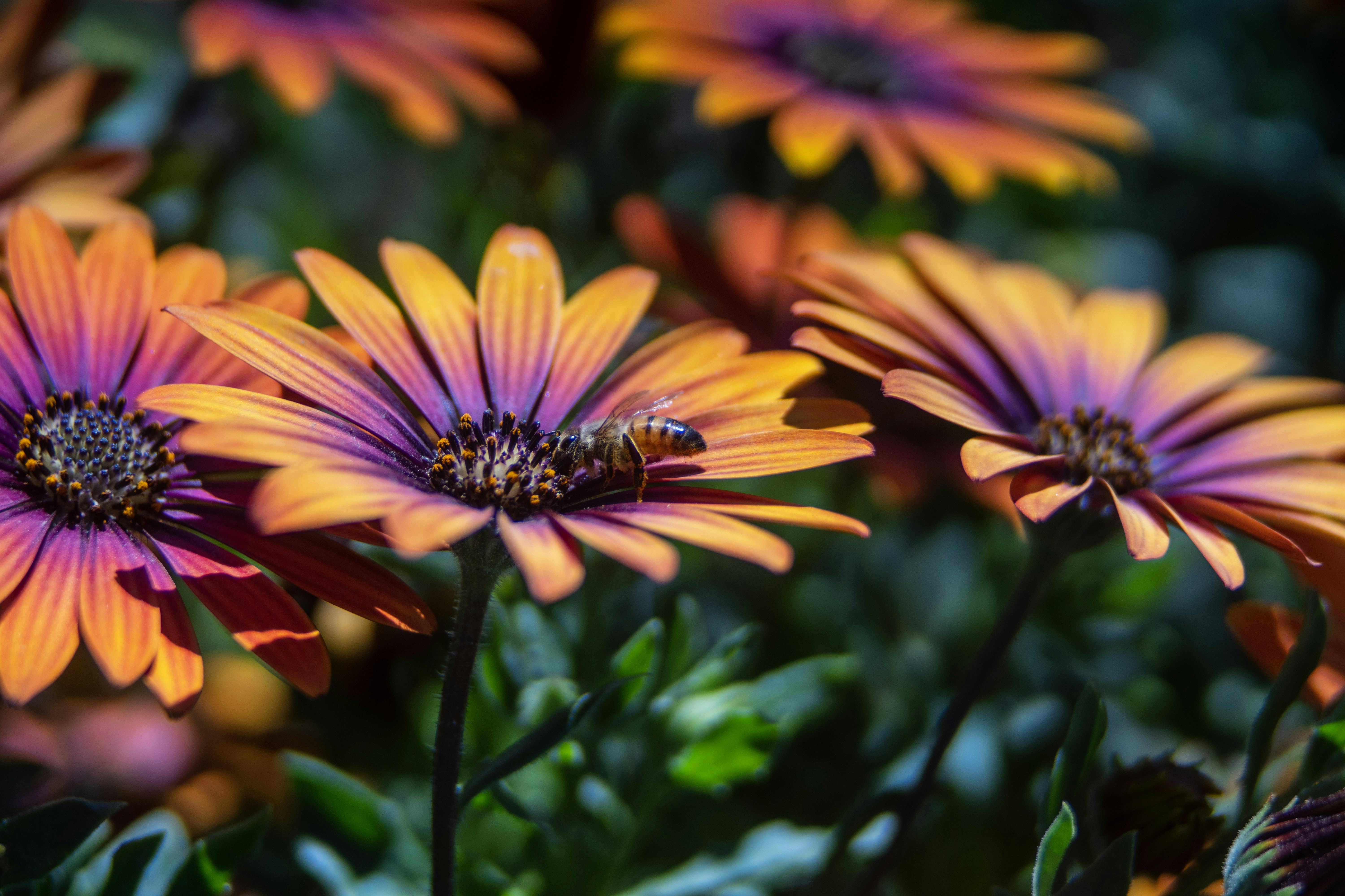 Sunlit Orange Eleventh: A Trio of Daisies in Focus