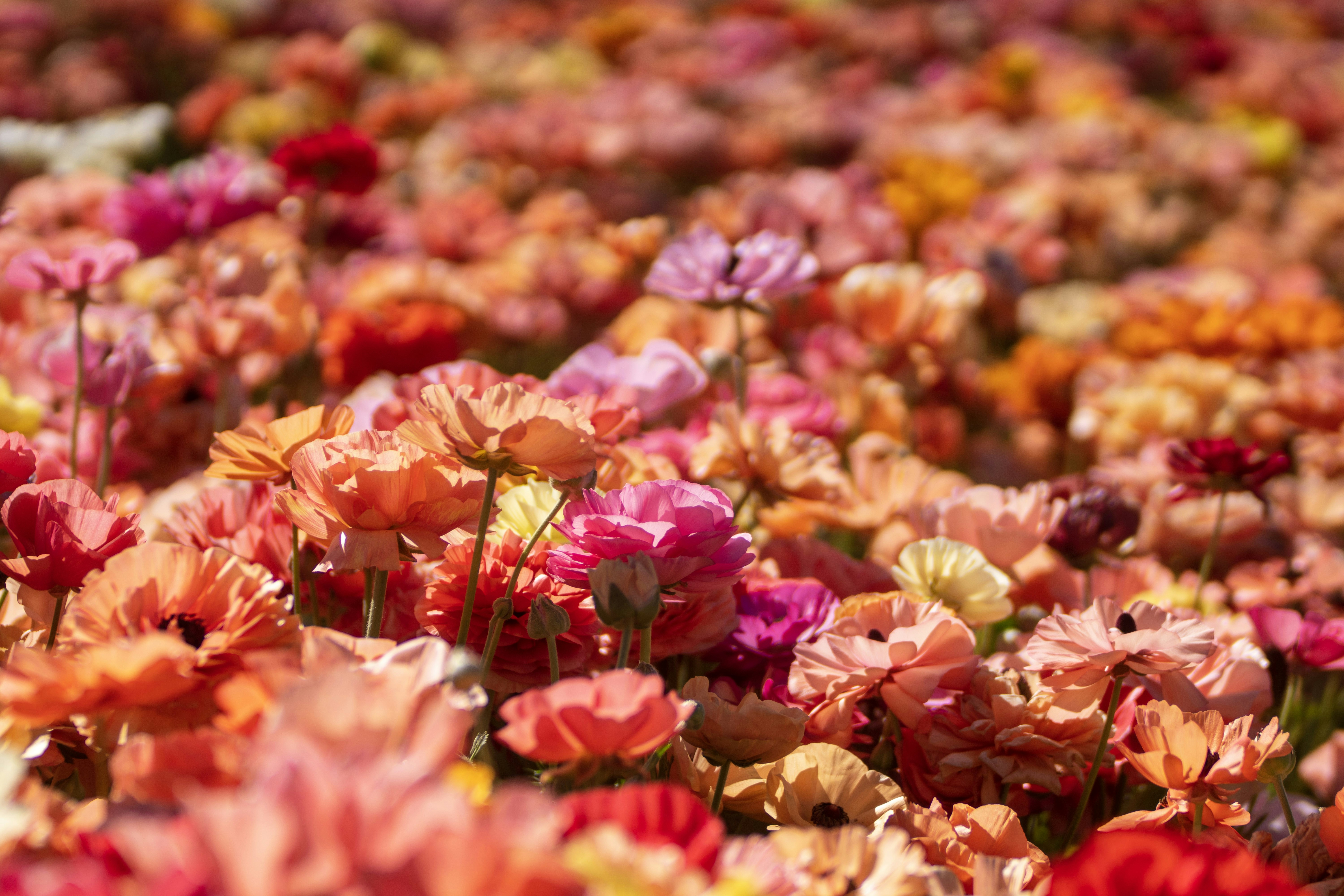 Sun-Kissed Meadow of Orange and Pink Blooms