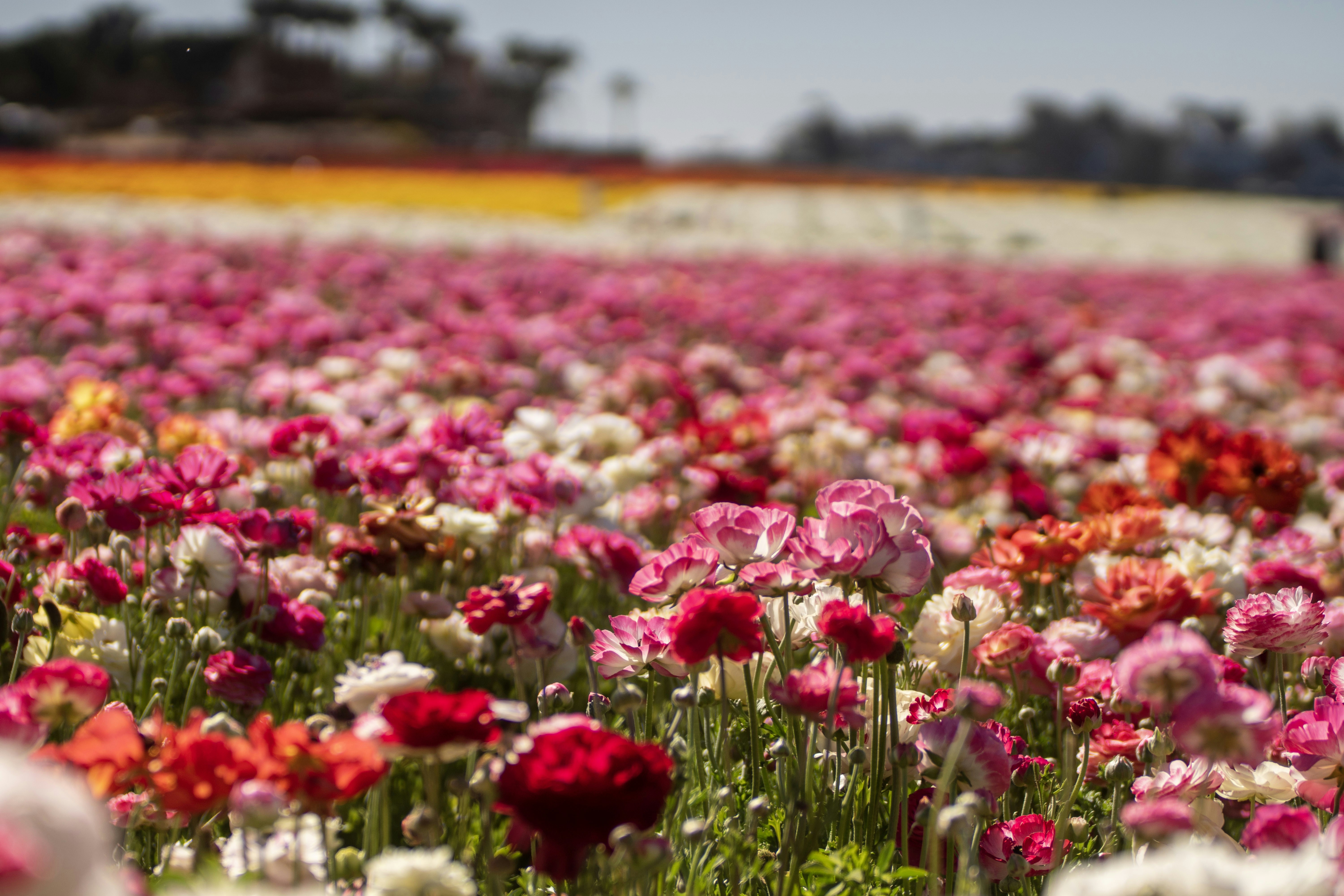 Field of Blushing Petals: A Sea of Colorful Blooms in Blooming Rows