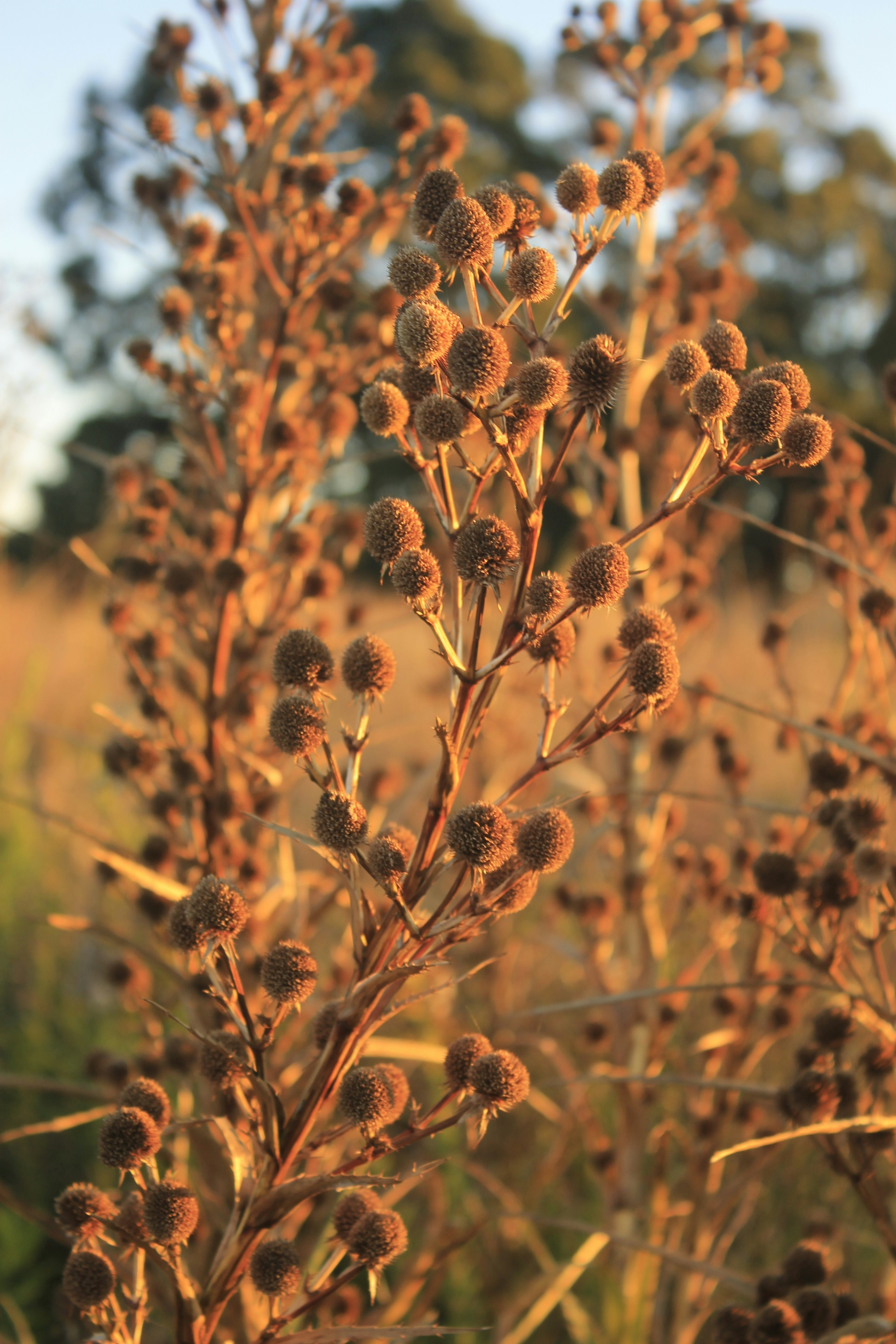 Golden Hour Seed Heads in Focus