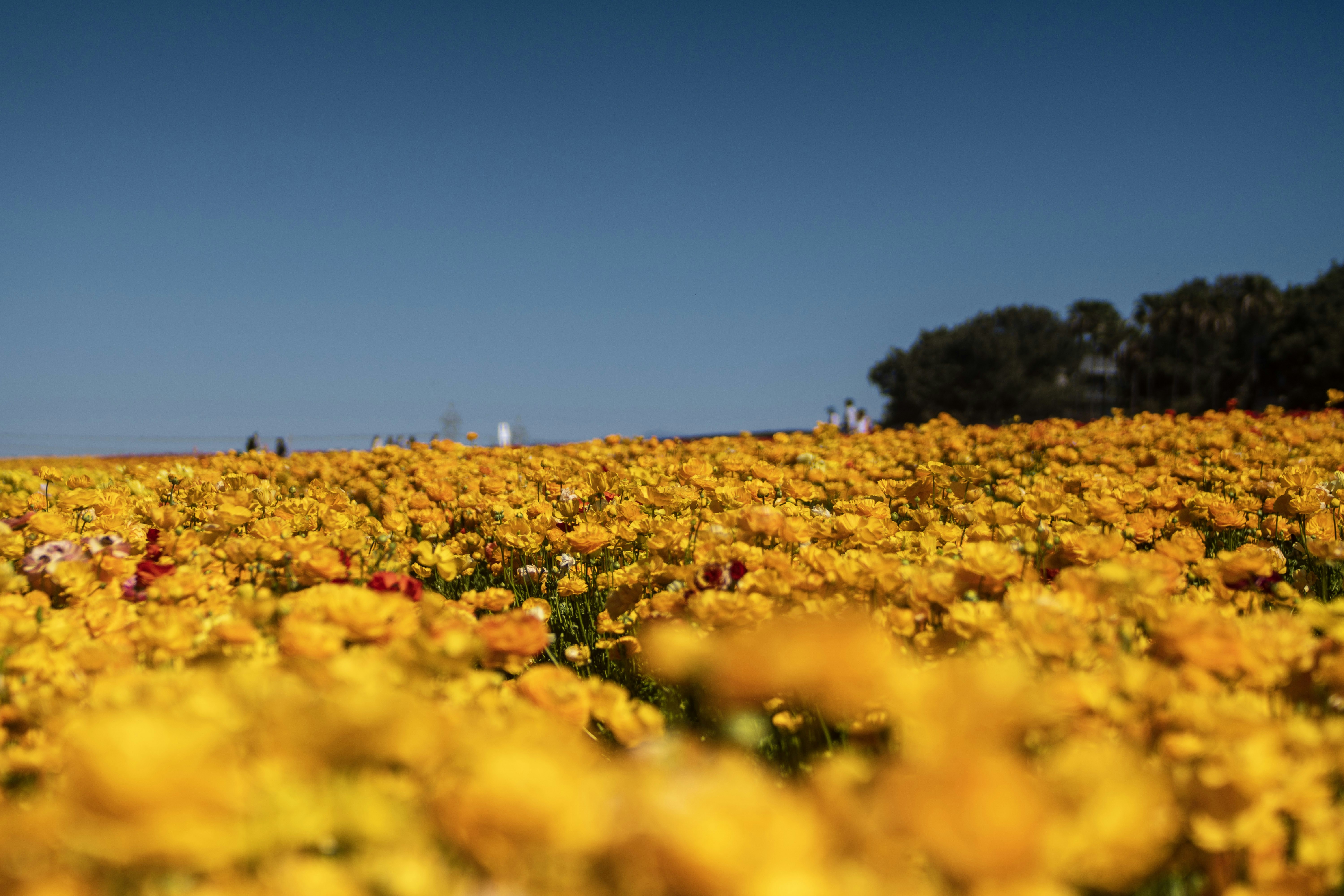 Golden Sea: A Sunlit Field of Marigold Under a Clear Blue Sky