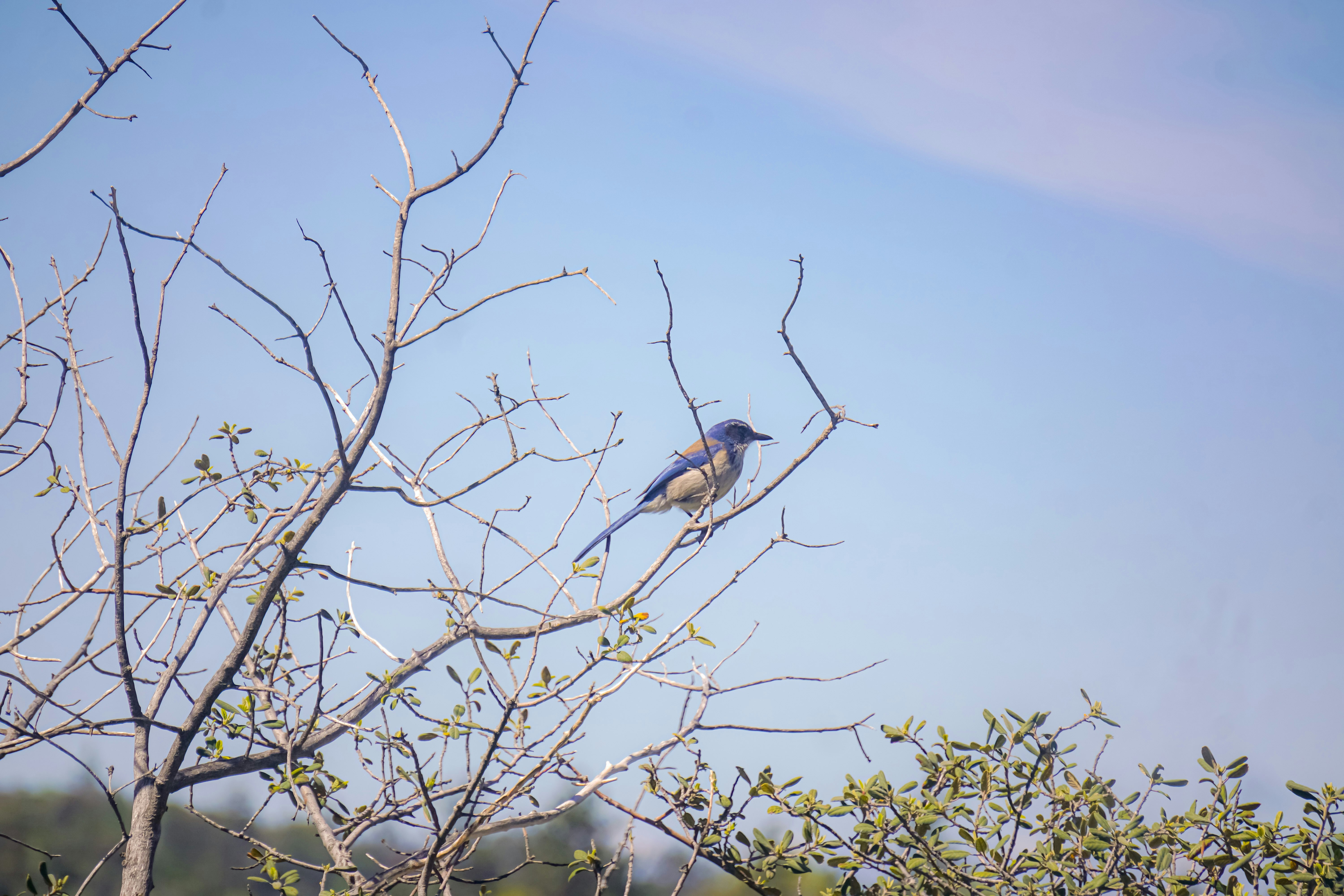 A Blue-Gray Songbird Perched Amid Bare Branches