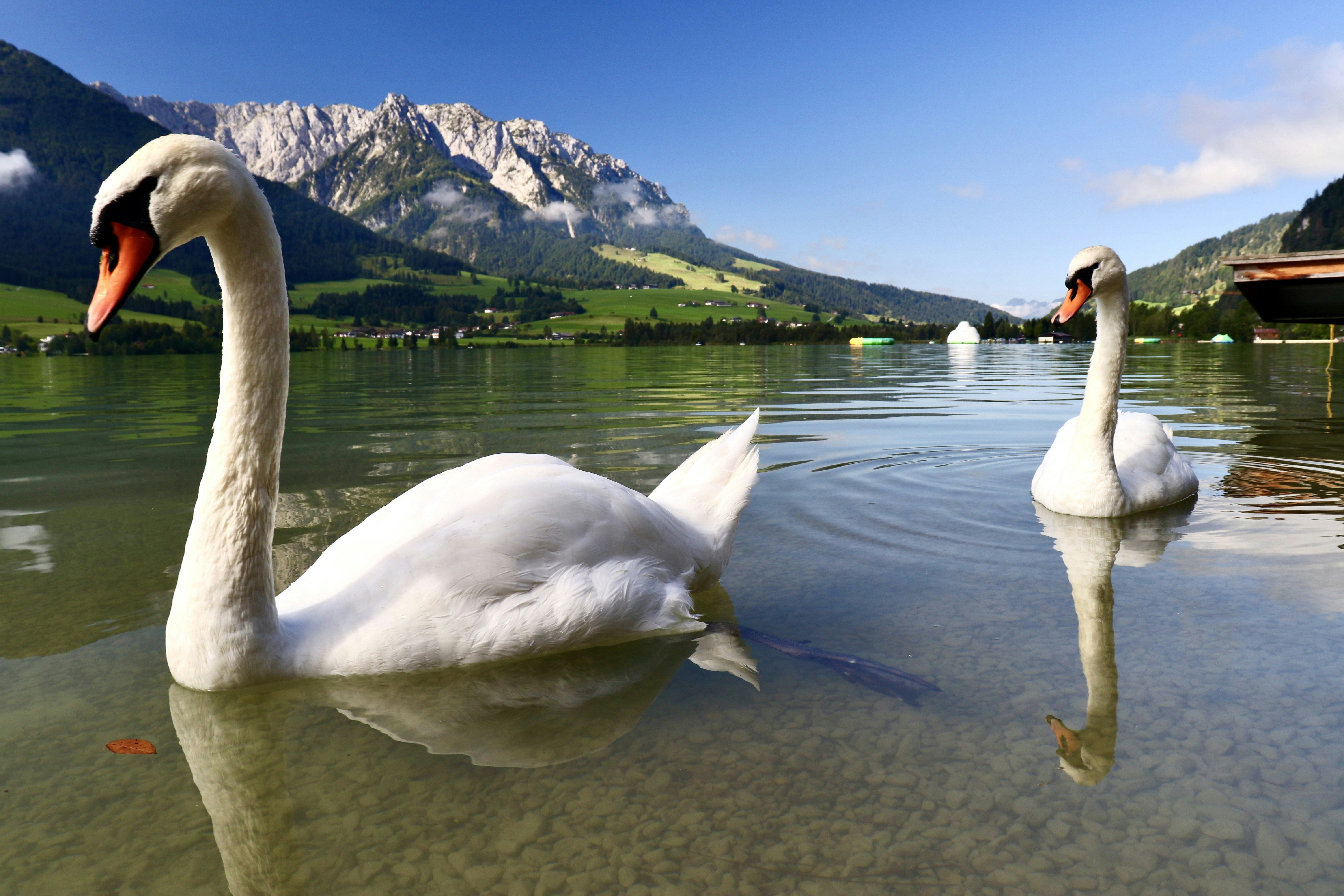 Gentle Majesties: Swans in a Mirror-Calm Lake