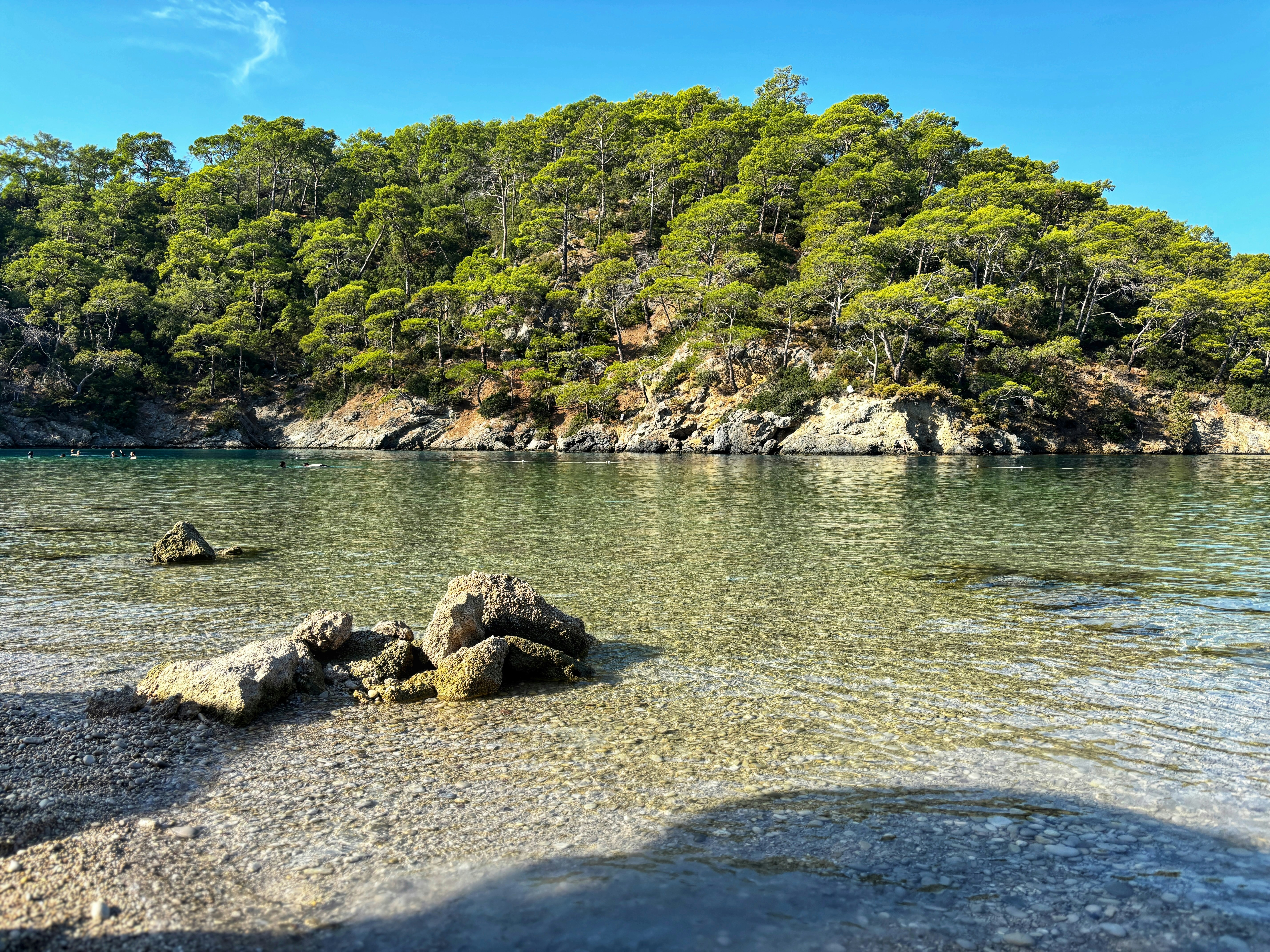 Sunlit Cove: Calm Waters Meet a Pine-Clad Cliff