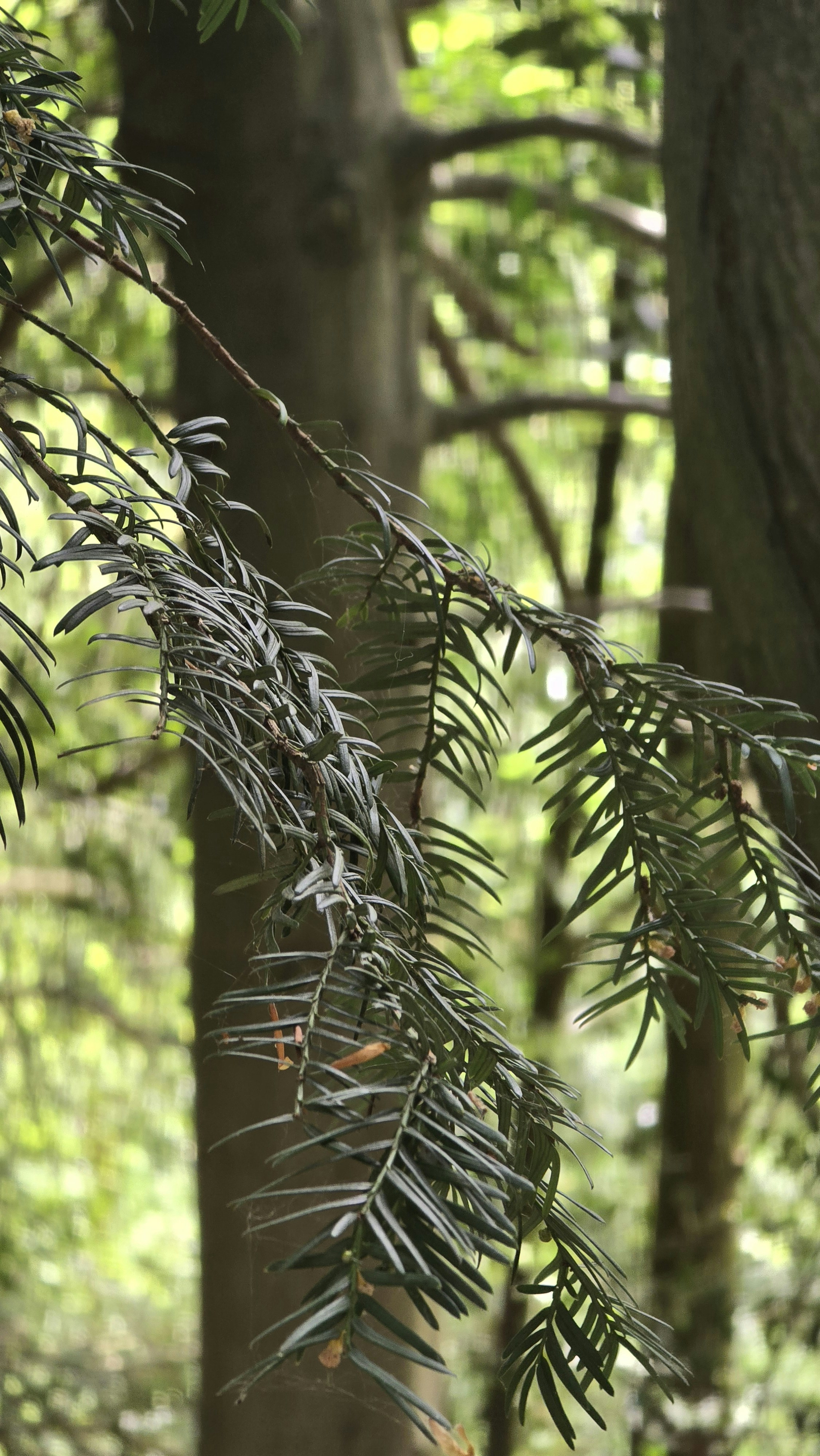 Whispering Ferns Reach Through a Tranquil Forest