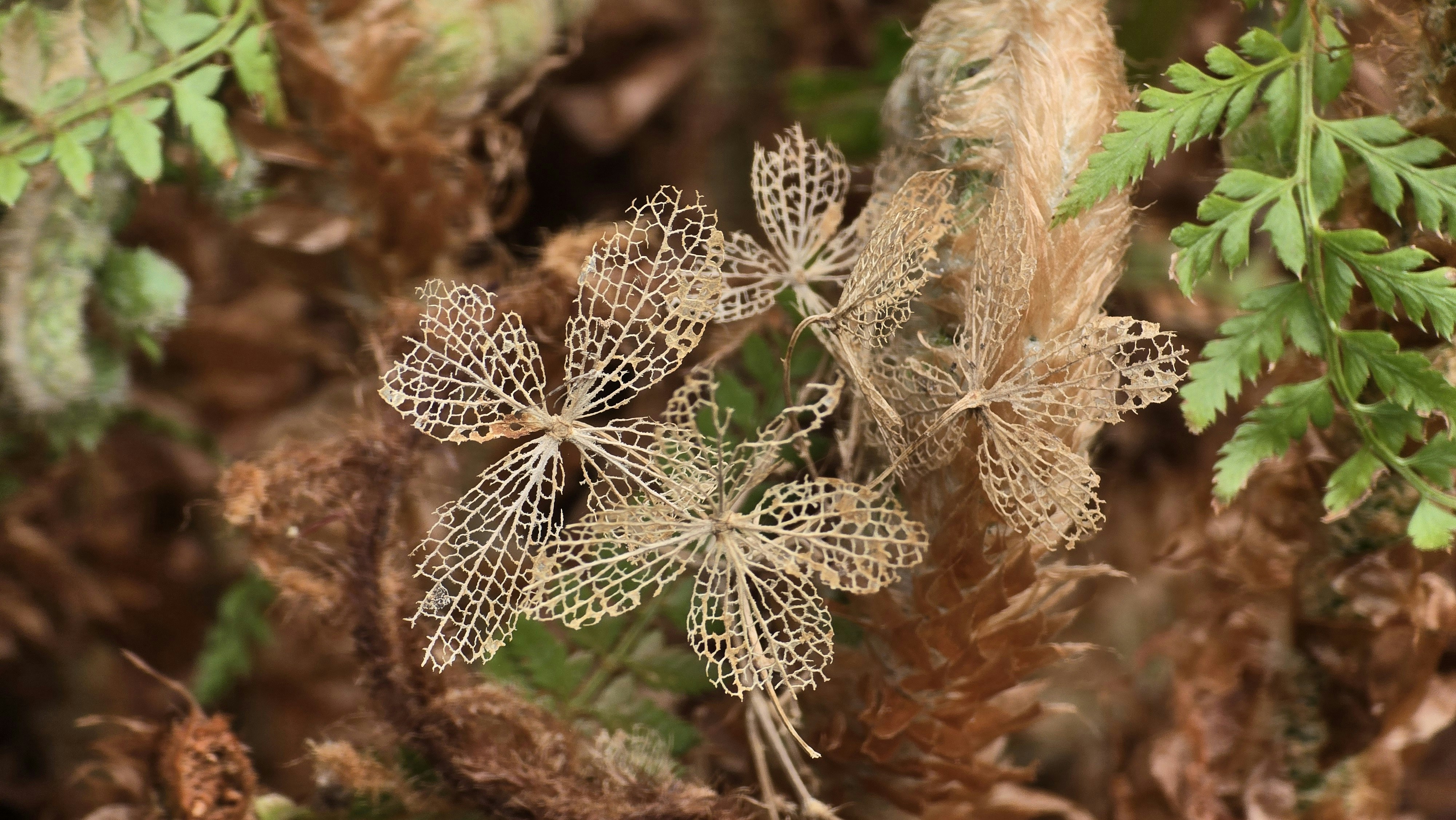 Delicate Skeletons Amid Ferns: a Quiet Frame of Decay