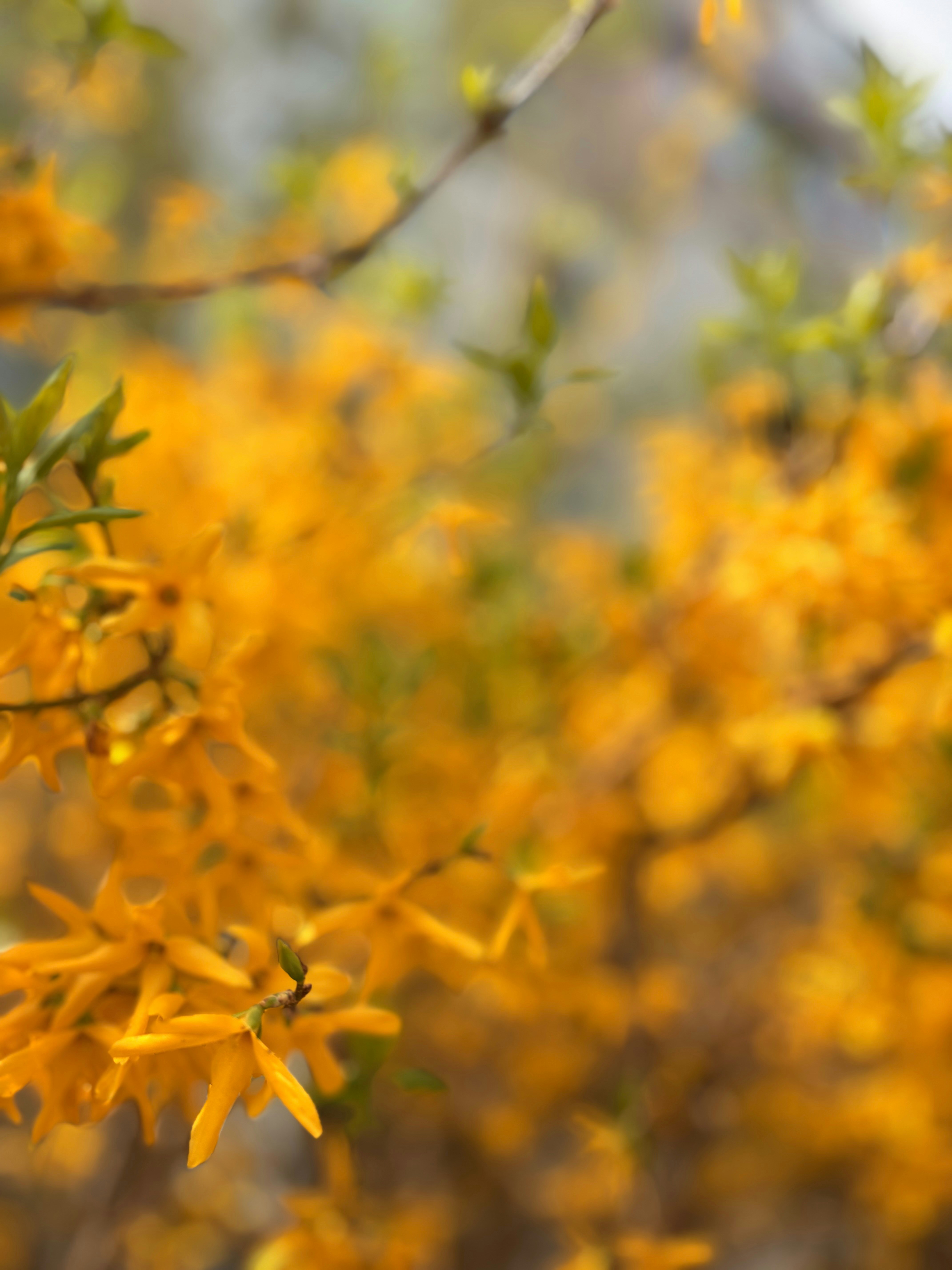 Golden Wisteria Haze