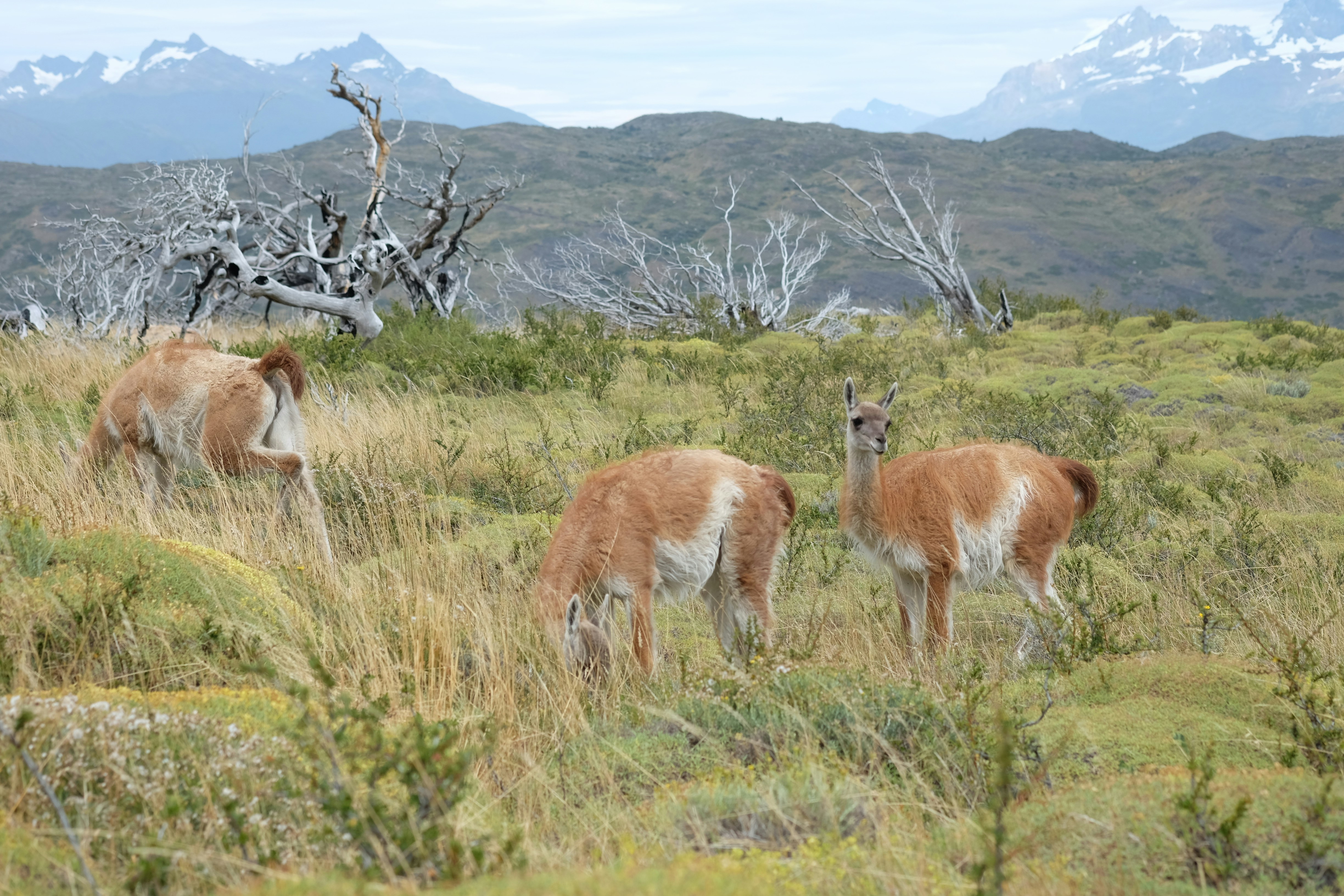 Three alpine llamas graze under a weathered, leafless shrubland with distant snow-capped peaks