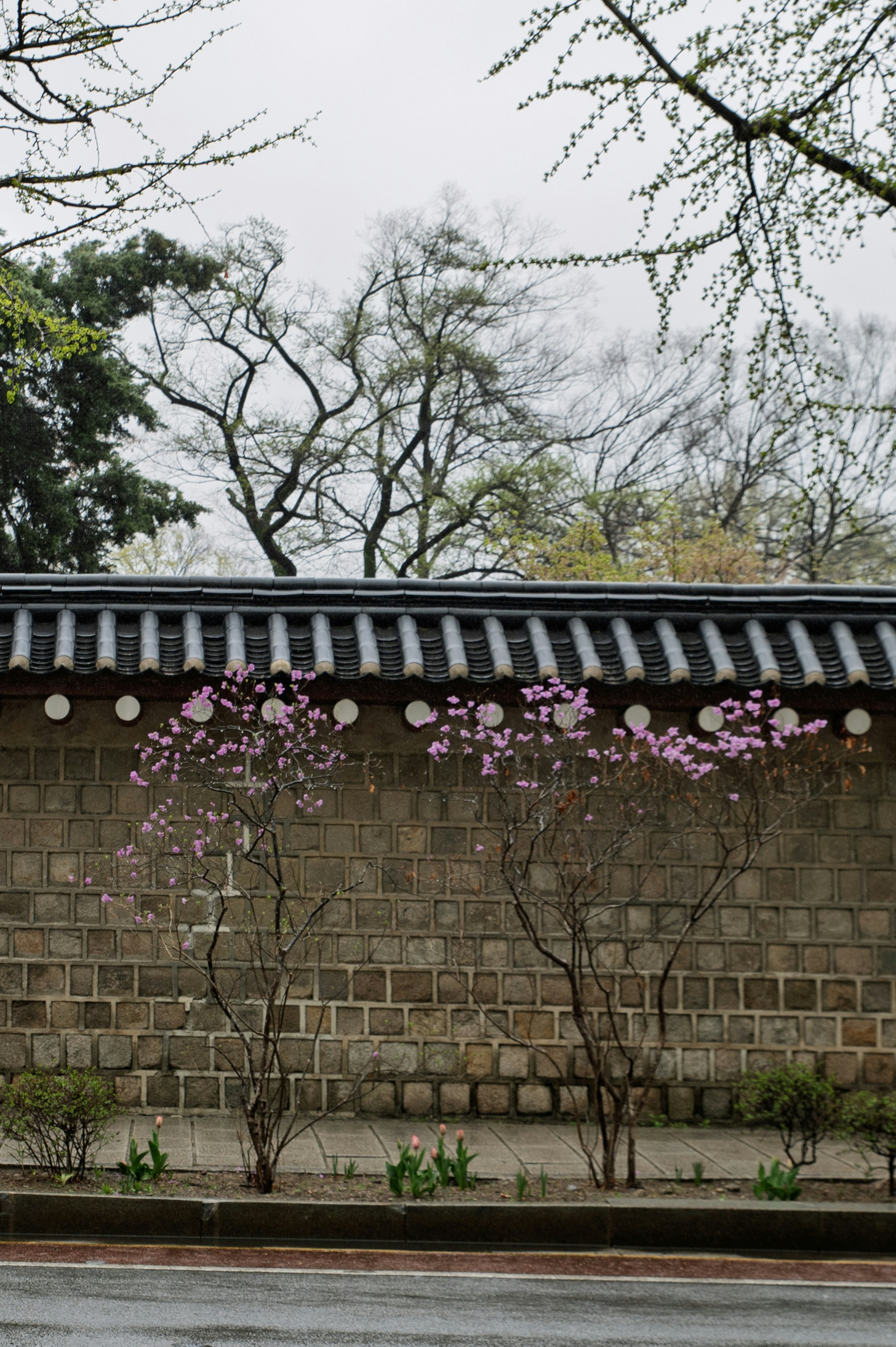 Blossoms Against the Old Wall