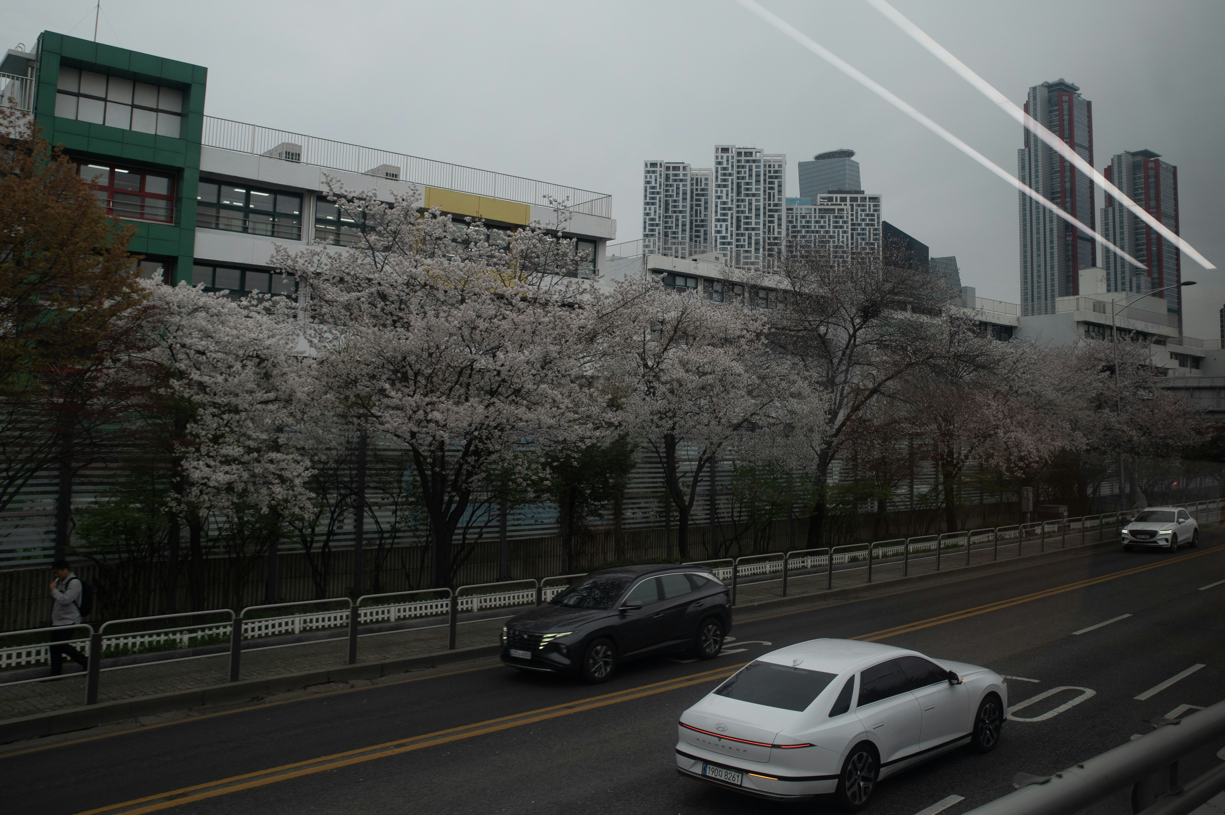 Spring on the Jest Street: Blossoms Amid Skyscrapers