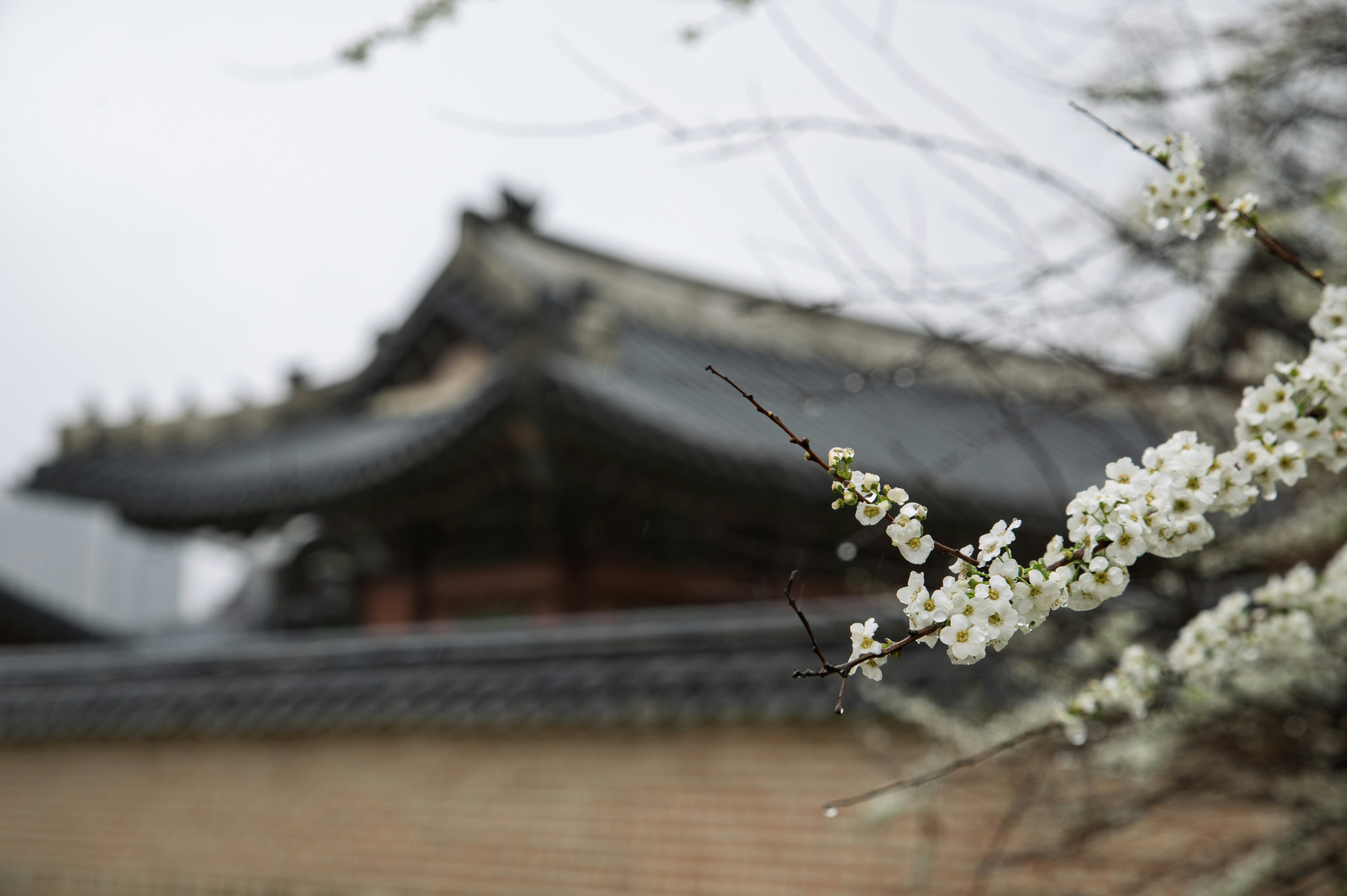 Cherry Blossom Framing a Traditional Roof