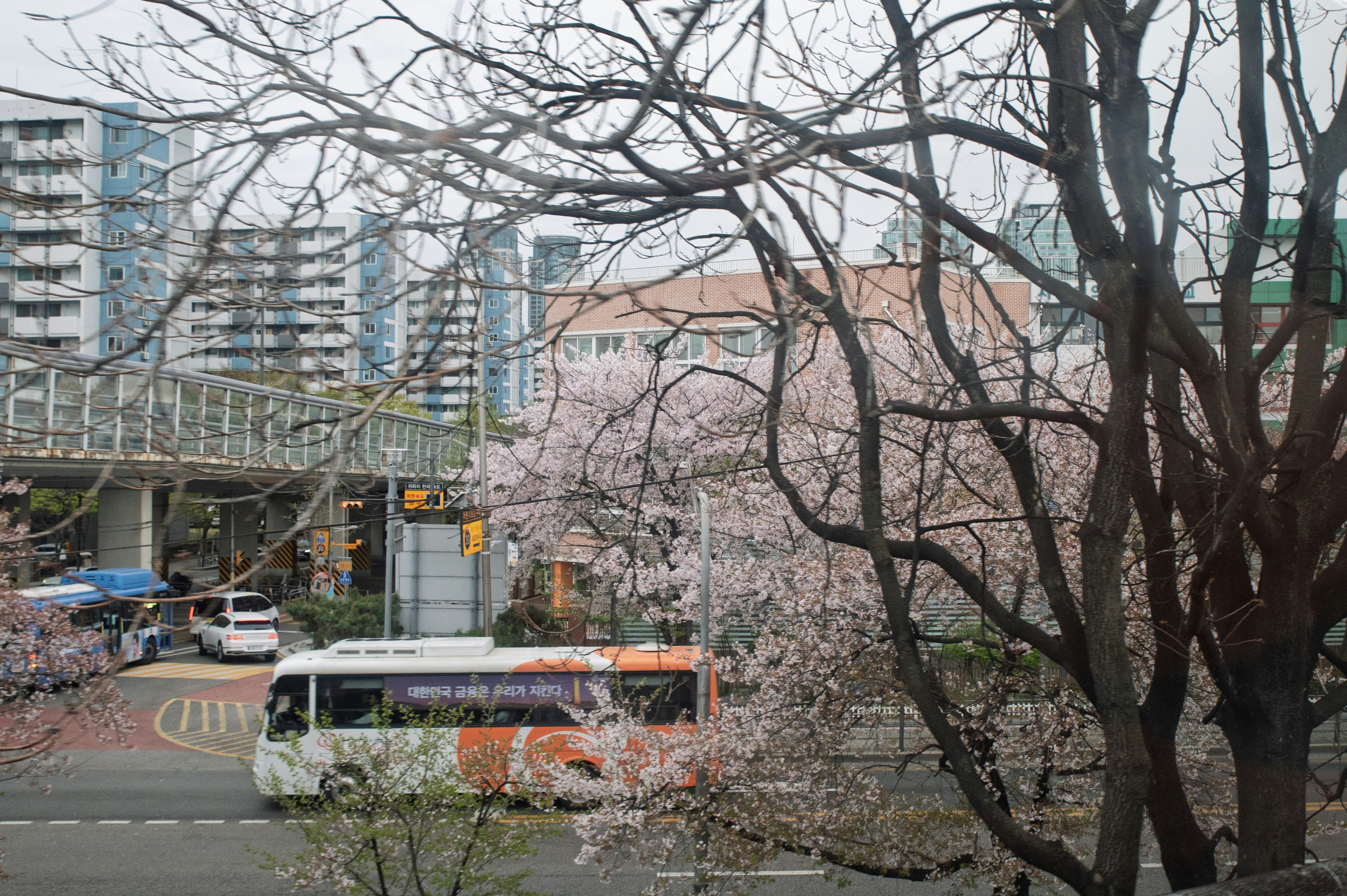 Urban Transit Under Blossoming Canopy