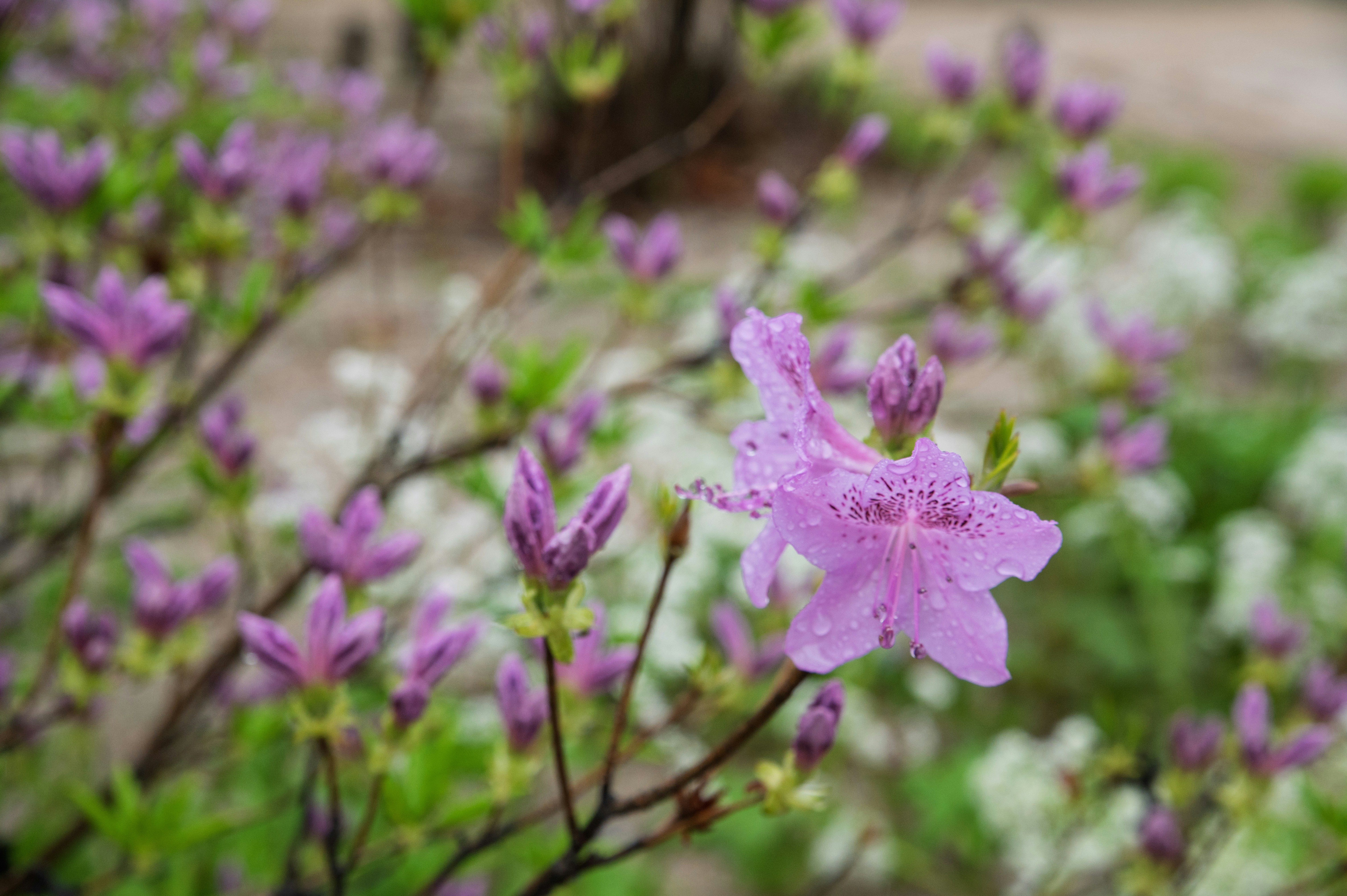 Pink Azalea Blossom in Soft Focus Garden