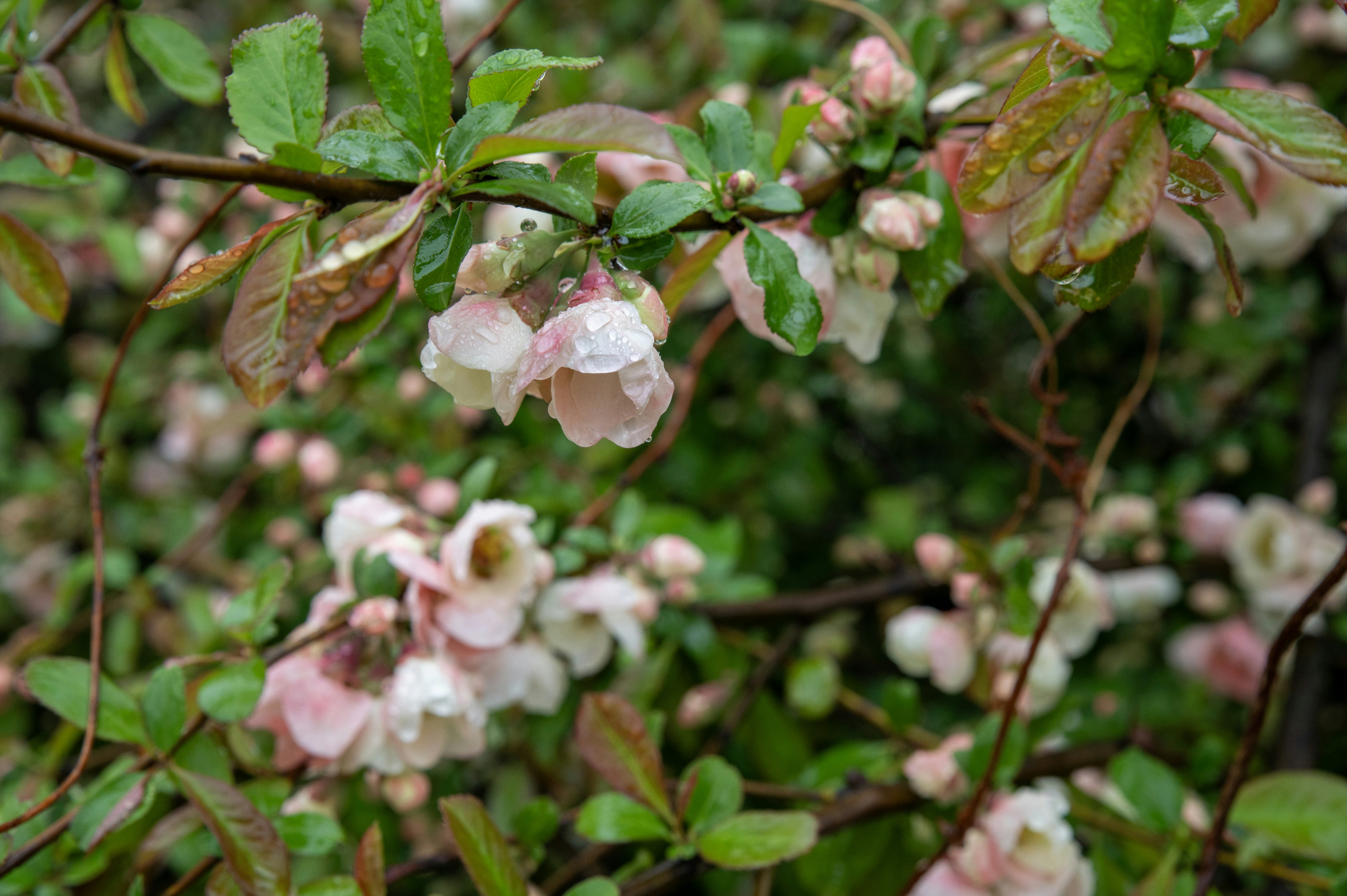 Soft pink blossoms in a dew-kissed garden hedge