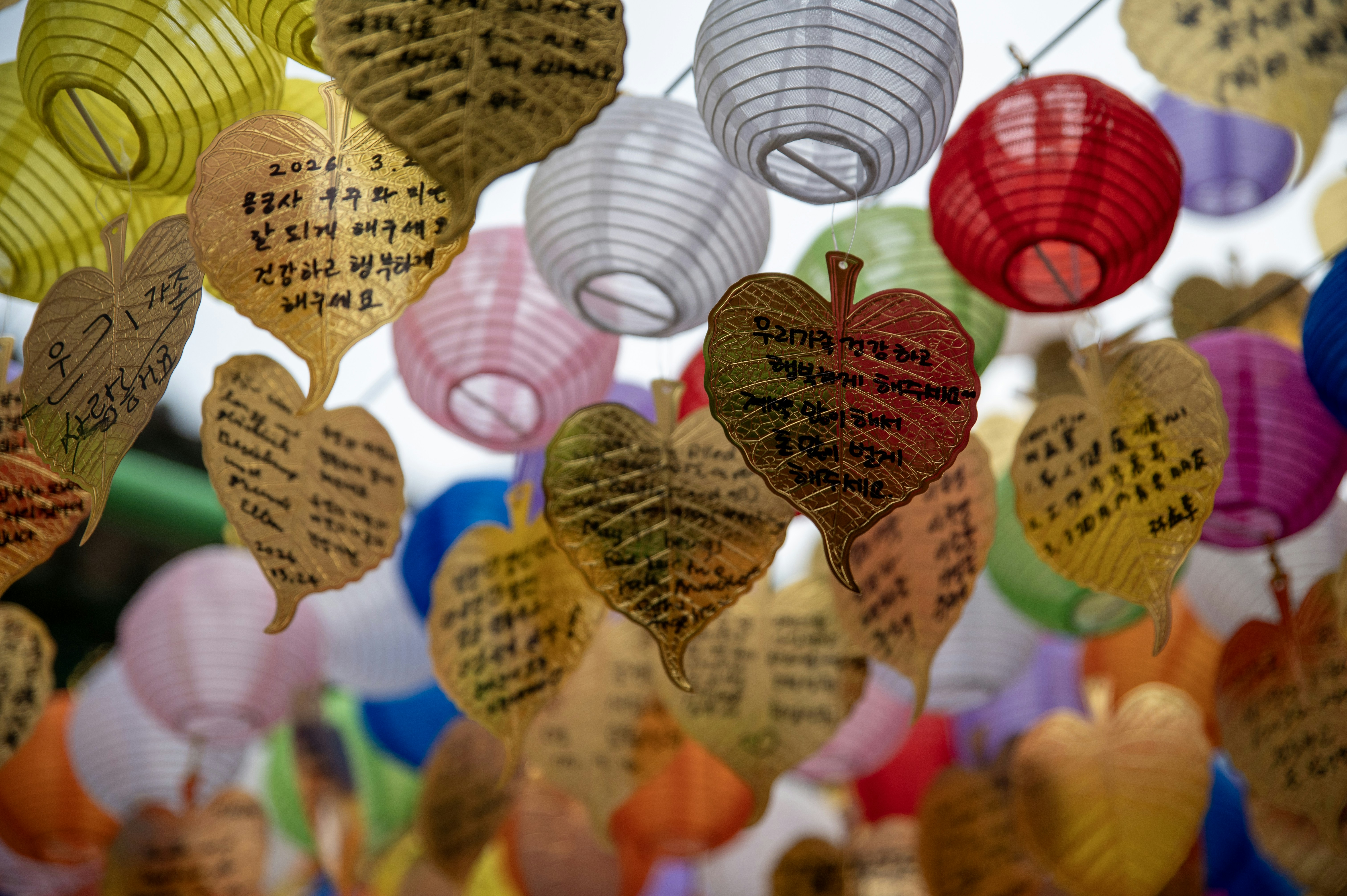 Heart-Leaf Lanterns: A Panchromatic Feast of Quiet Stories