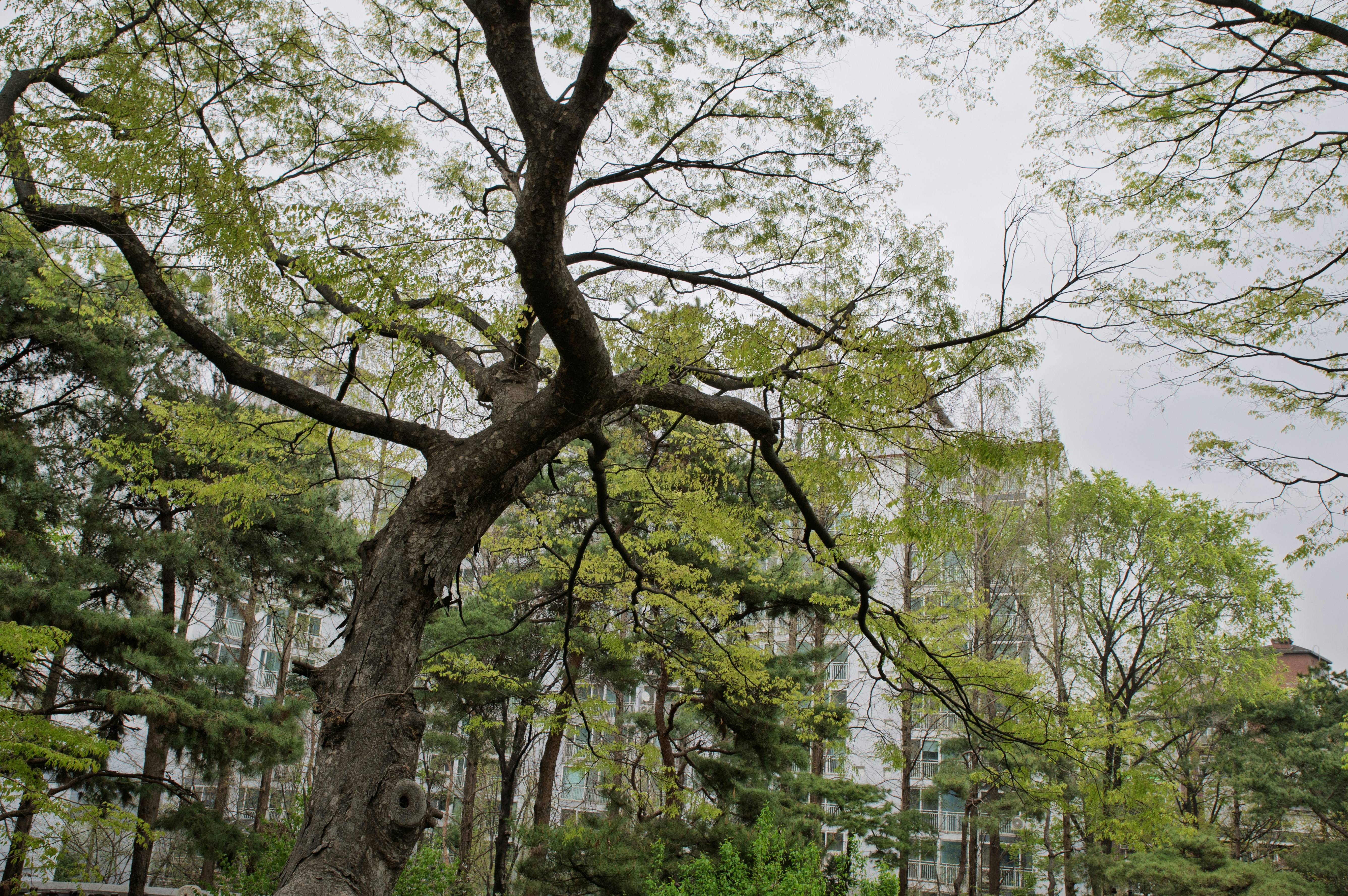 Ancient Oak Reigns Over Cityscape