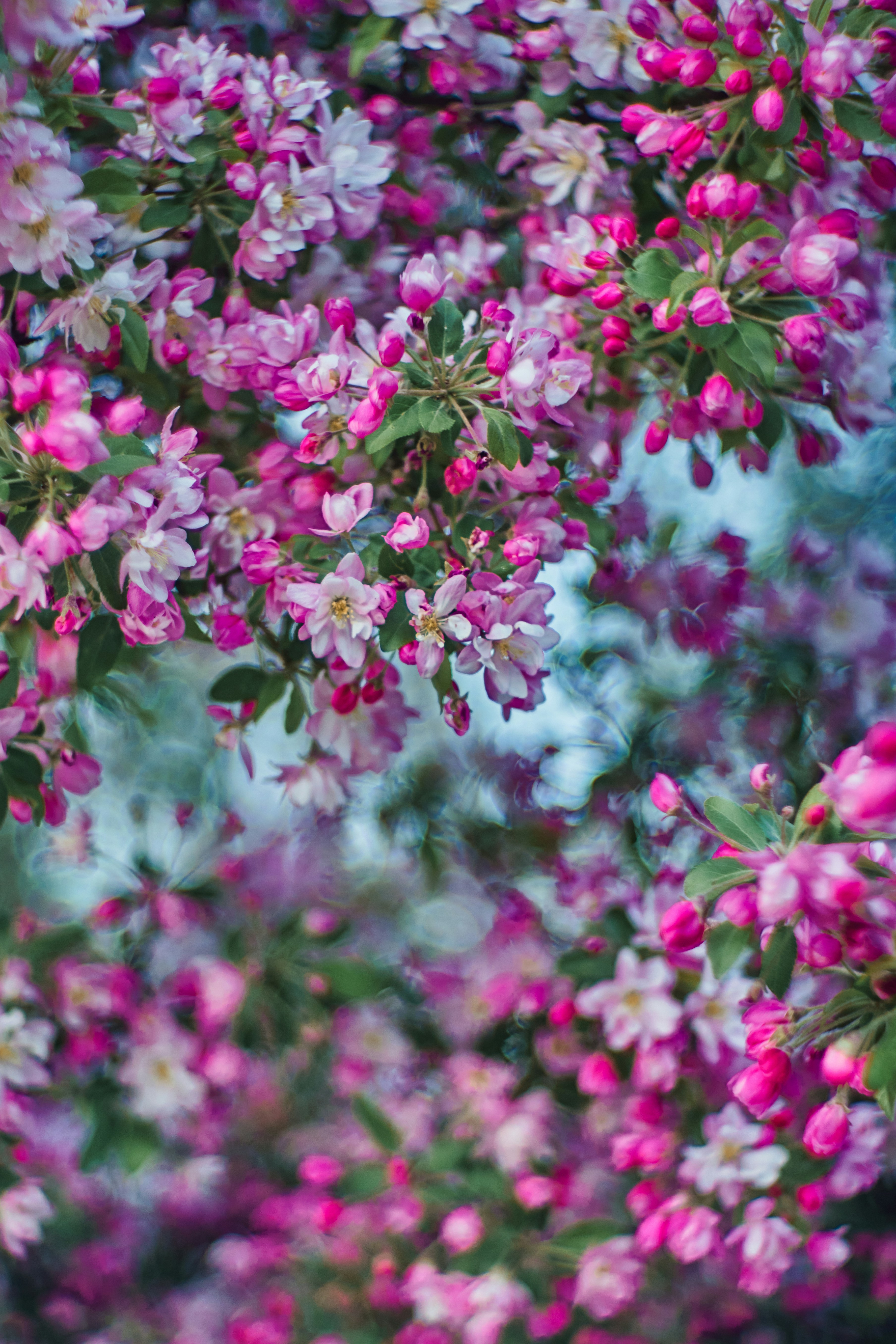 Blossoms in a Velvet Cascade