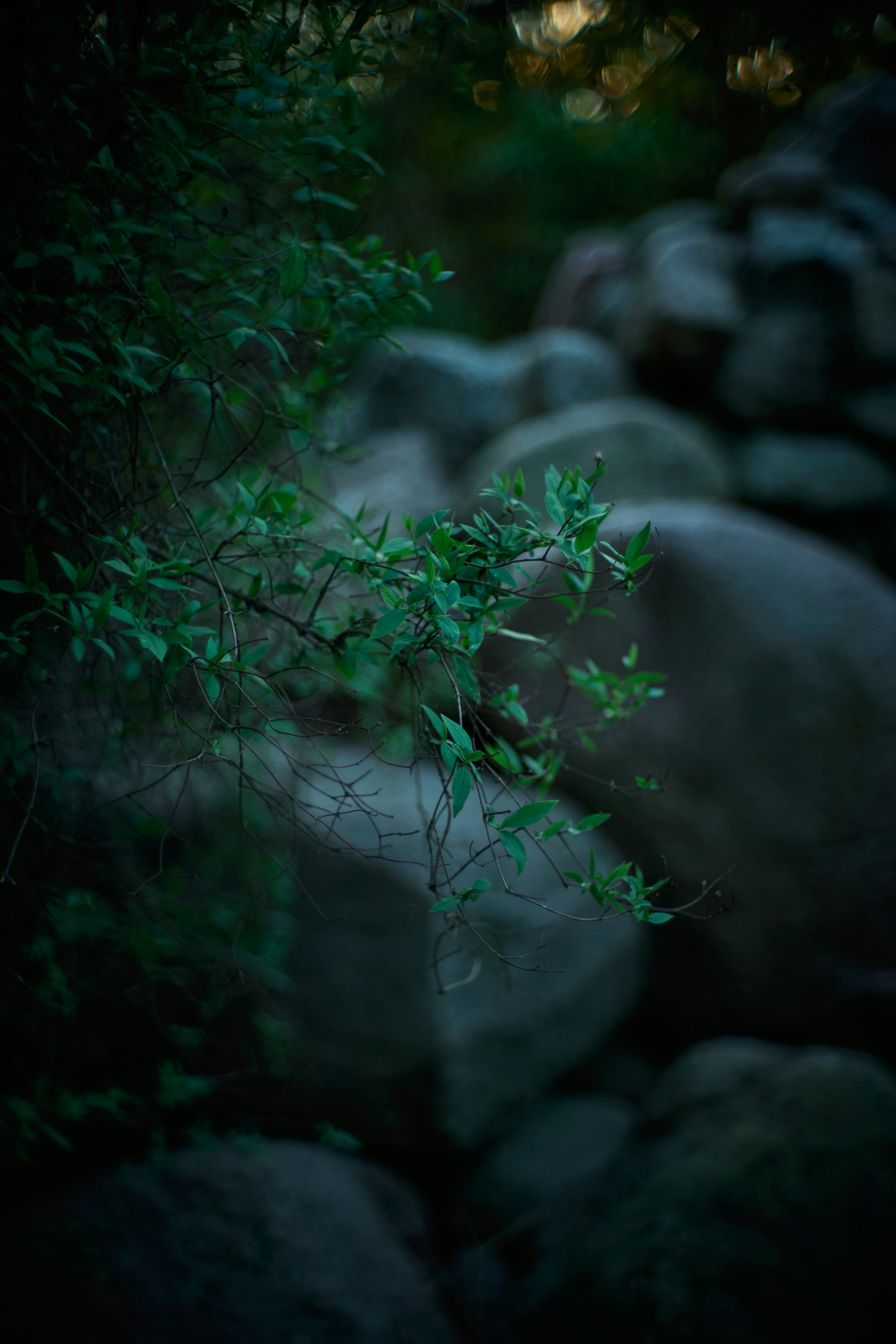 Emerald Vine in a Quiet Rock Garden