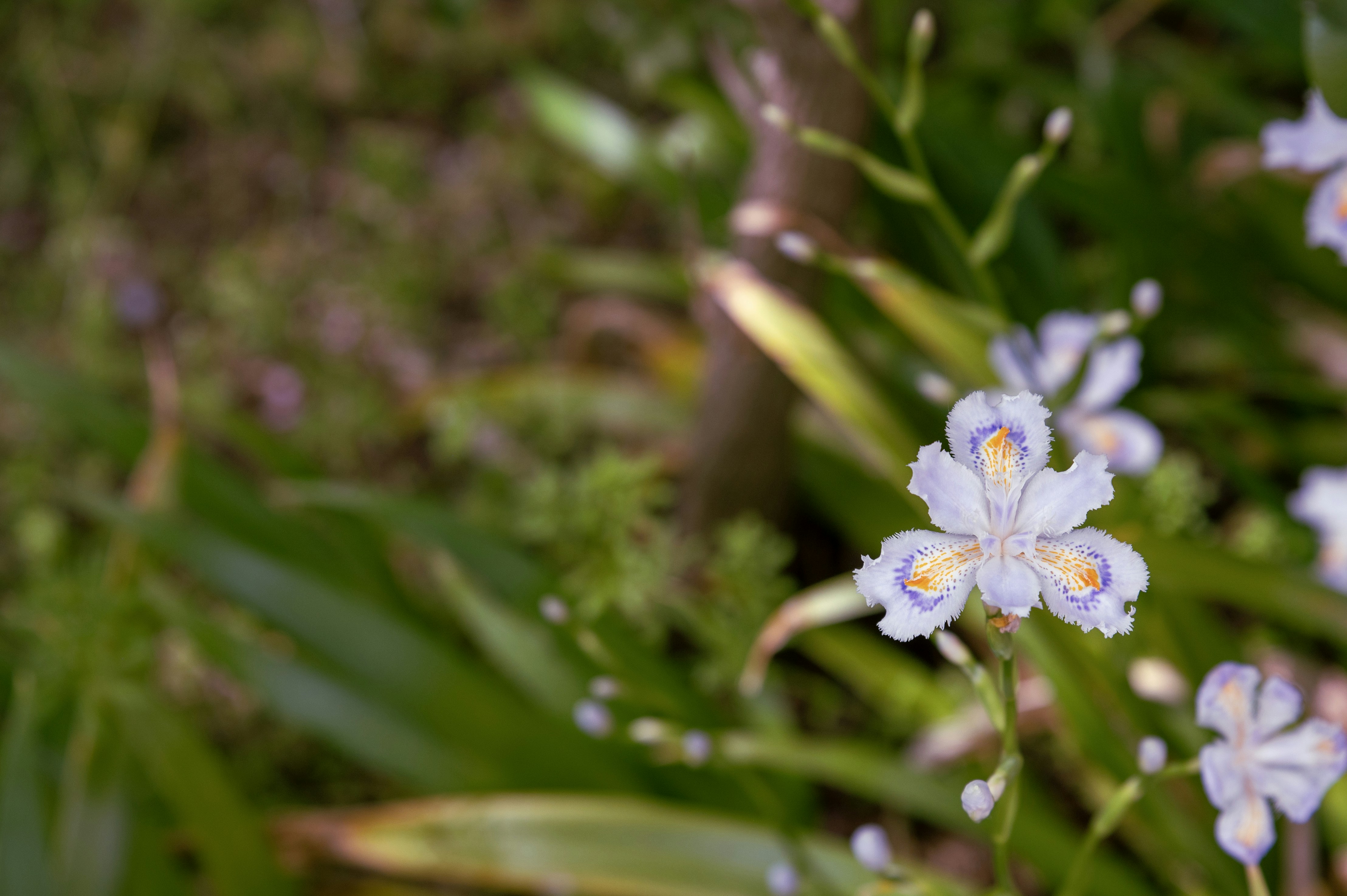 Azure bloom in a quiet garden border