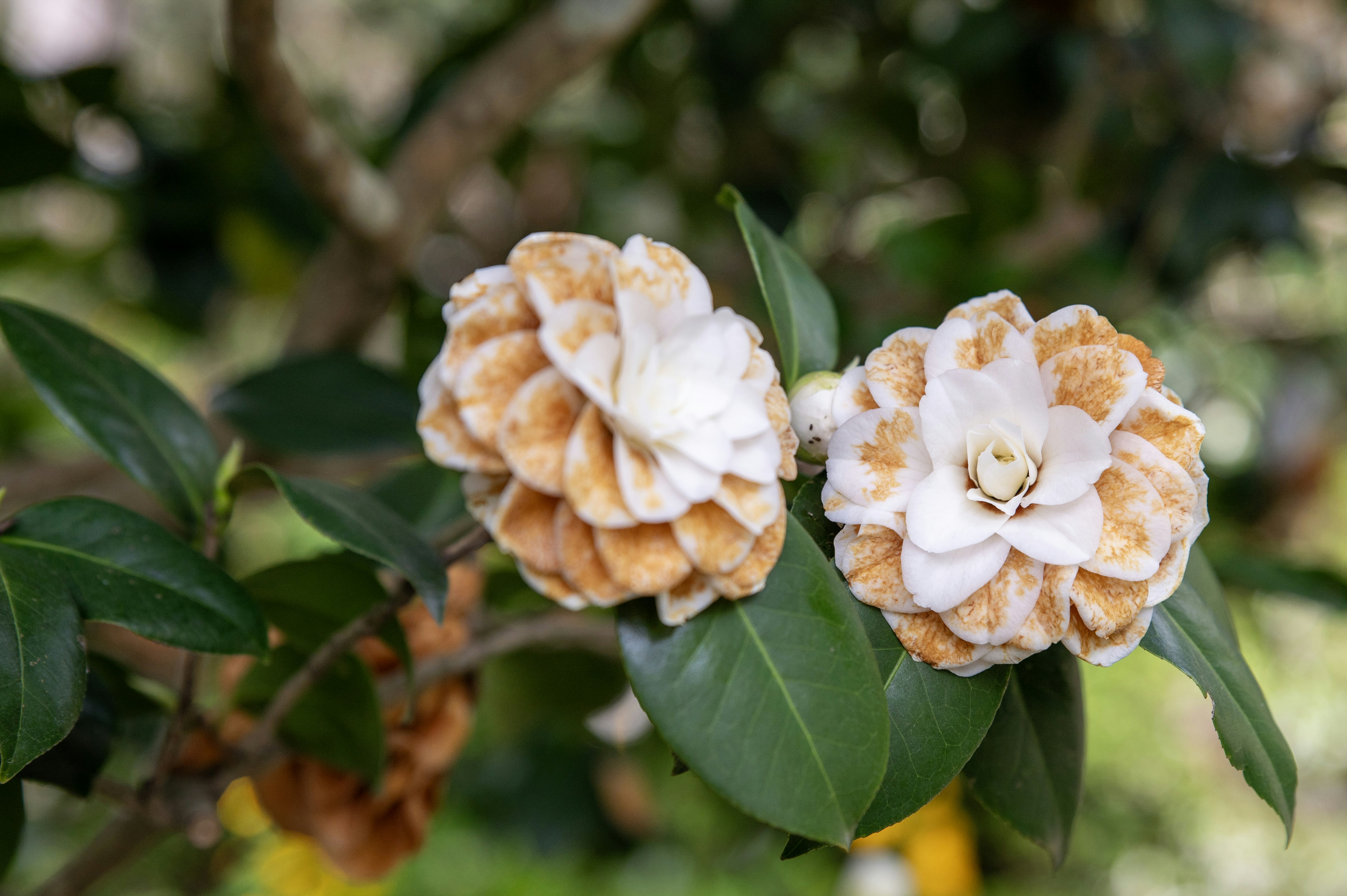 Two camellia flowers with white and brown petals.