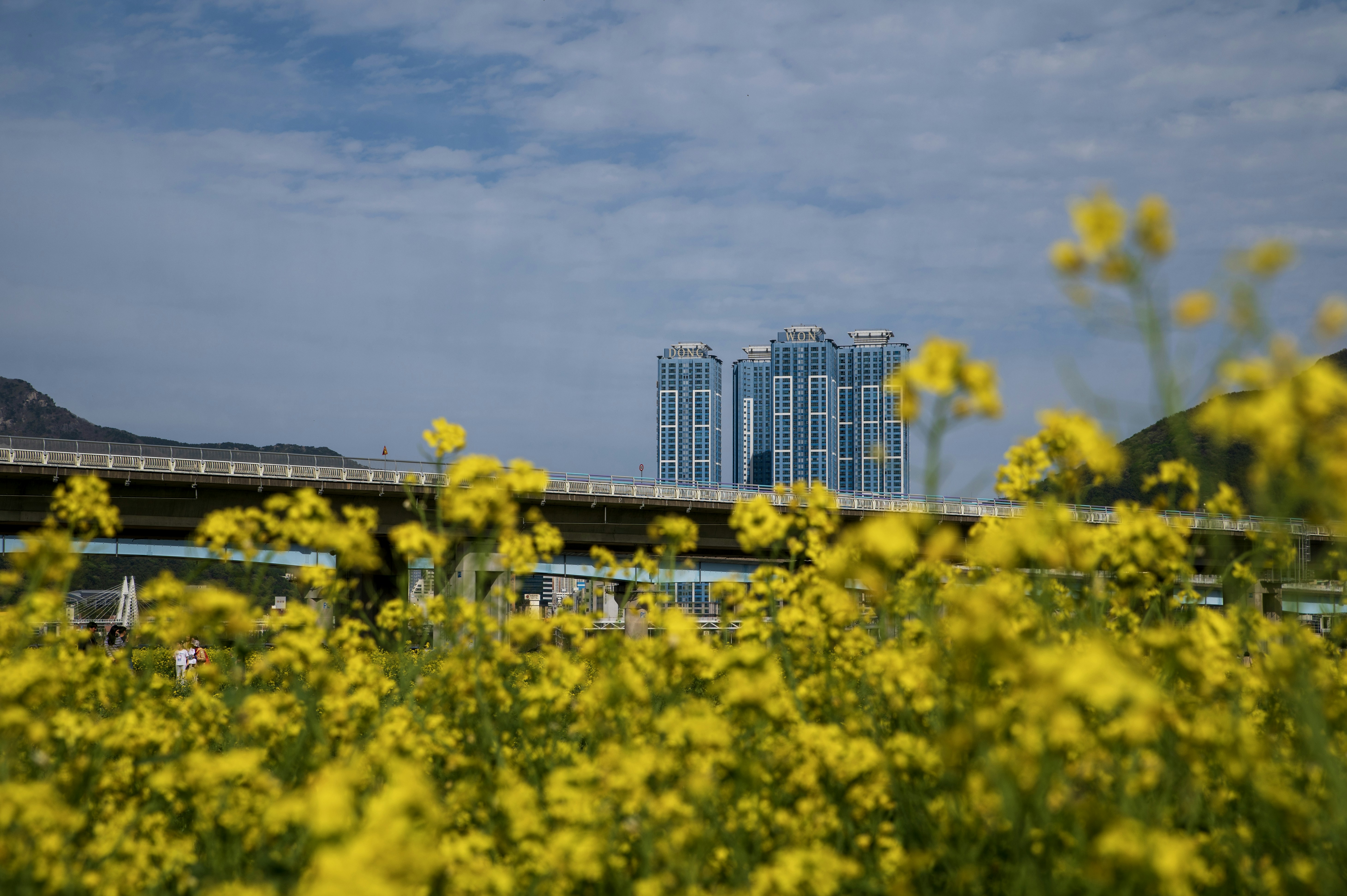 Urban Peaks Behind a Field of Golden Spring Blooms