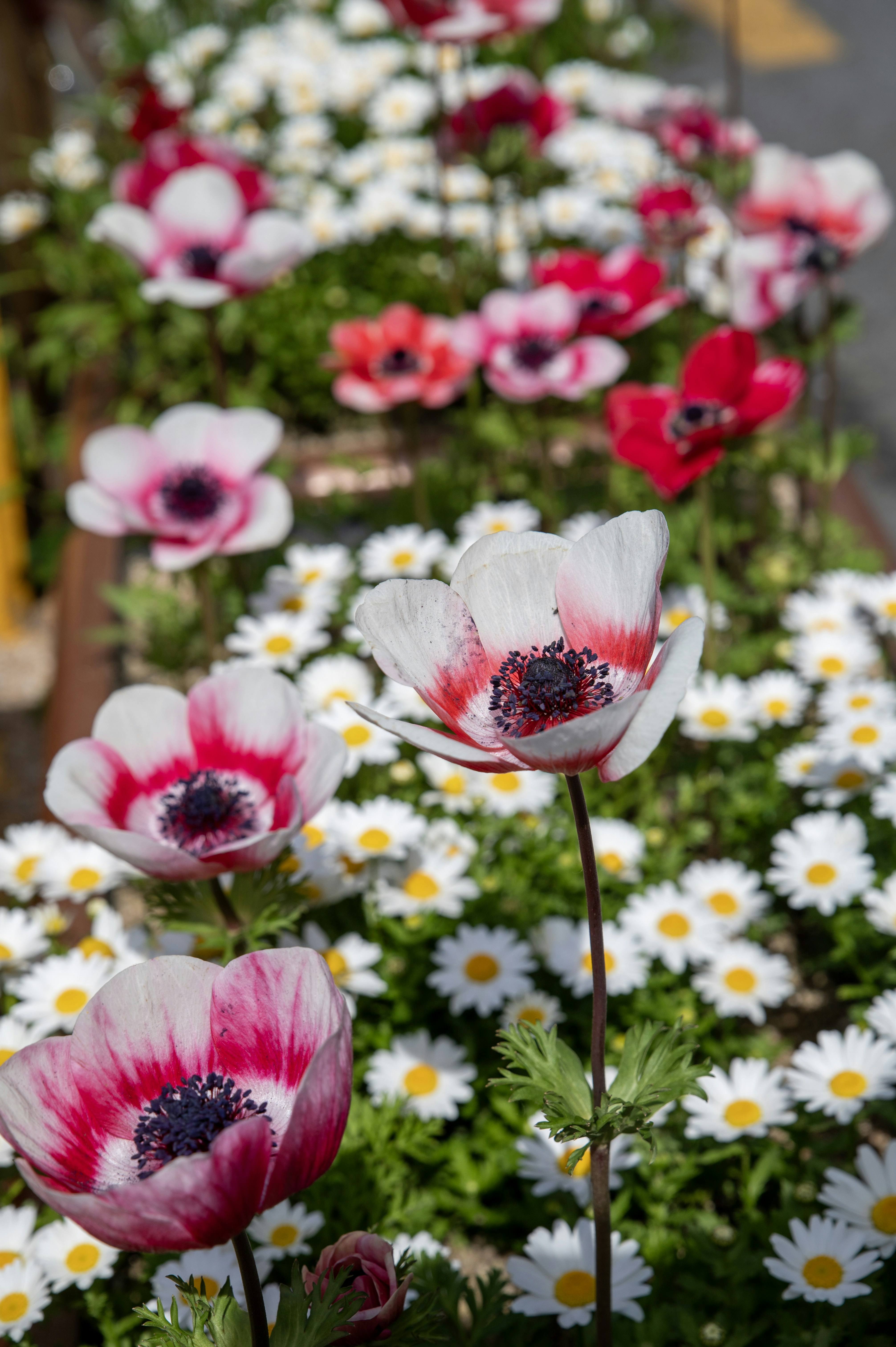Crimson-White Anemones in a Field of Daisies