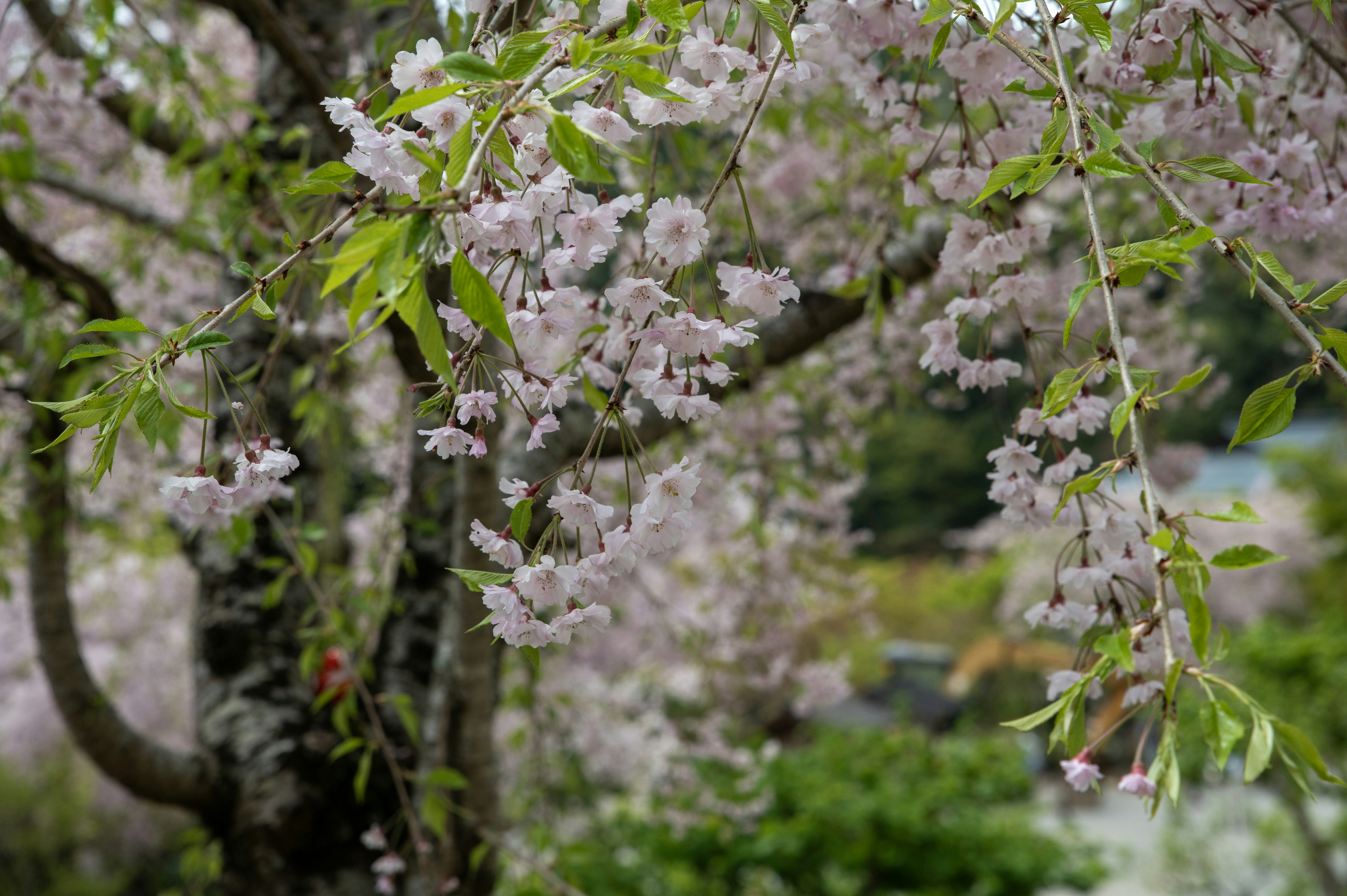 Blossoms in Soft Focus: Cherry Branch Draped Over a Quiet Garden