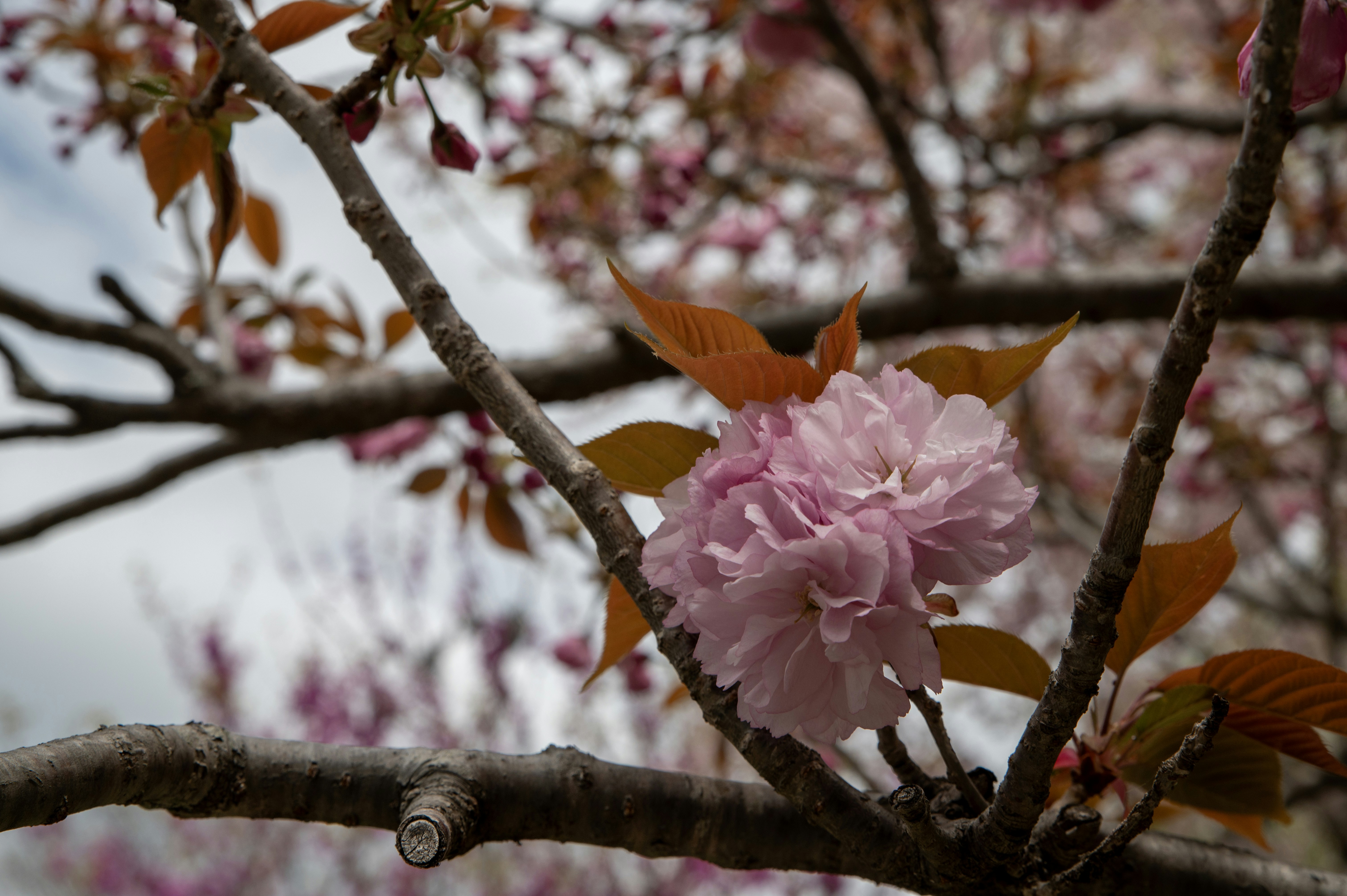 Blossom in Focus: A Pink Peony Framed by Spring Branches