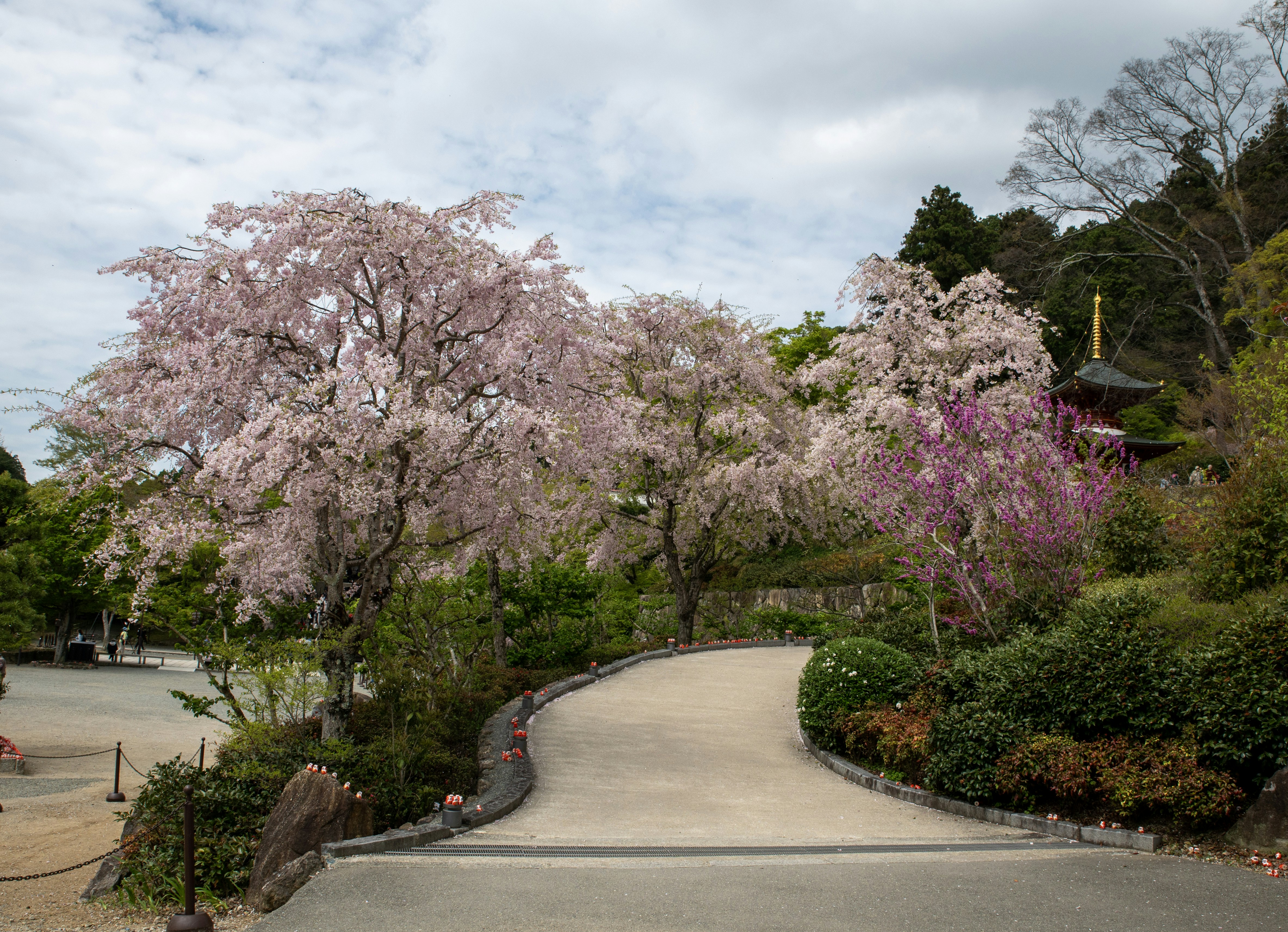 Pink Blossom Pathways: A Tranquil Garden Corridor