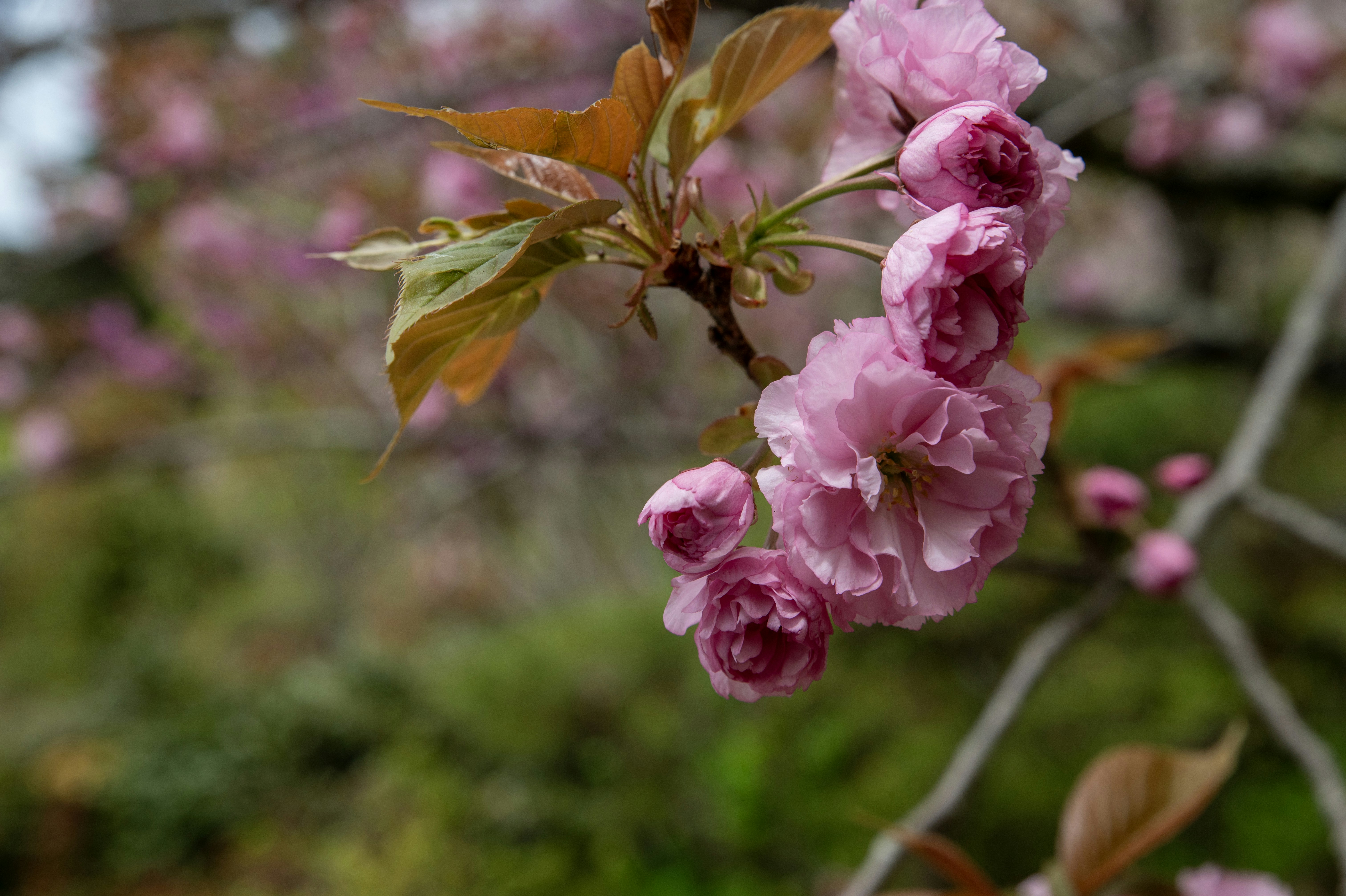 Pink Blossom Cascade on a Spring Branch