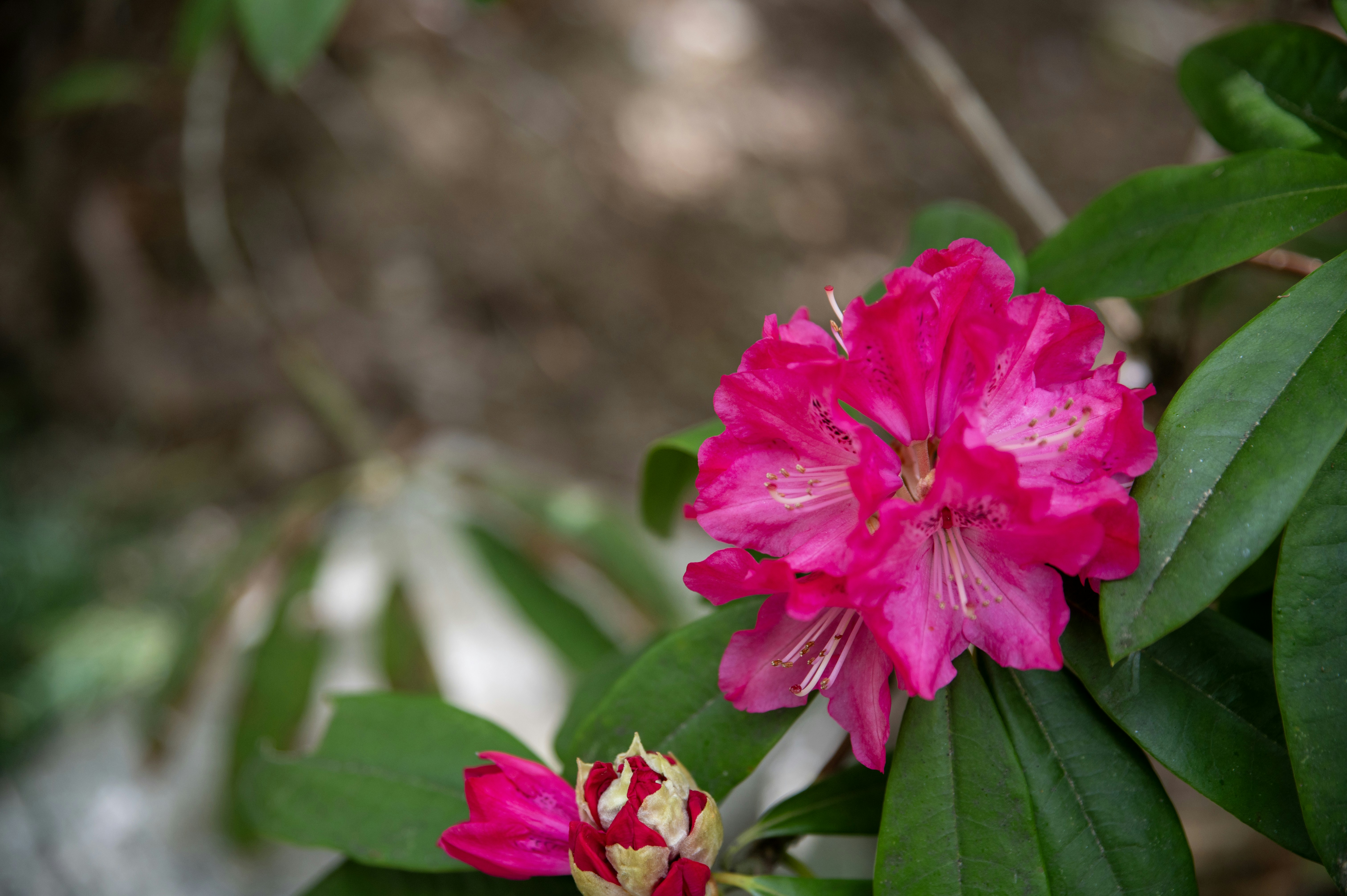 Vibrant Pink Rhododendron in Focus Amid Lush Greenery
