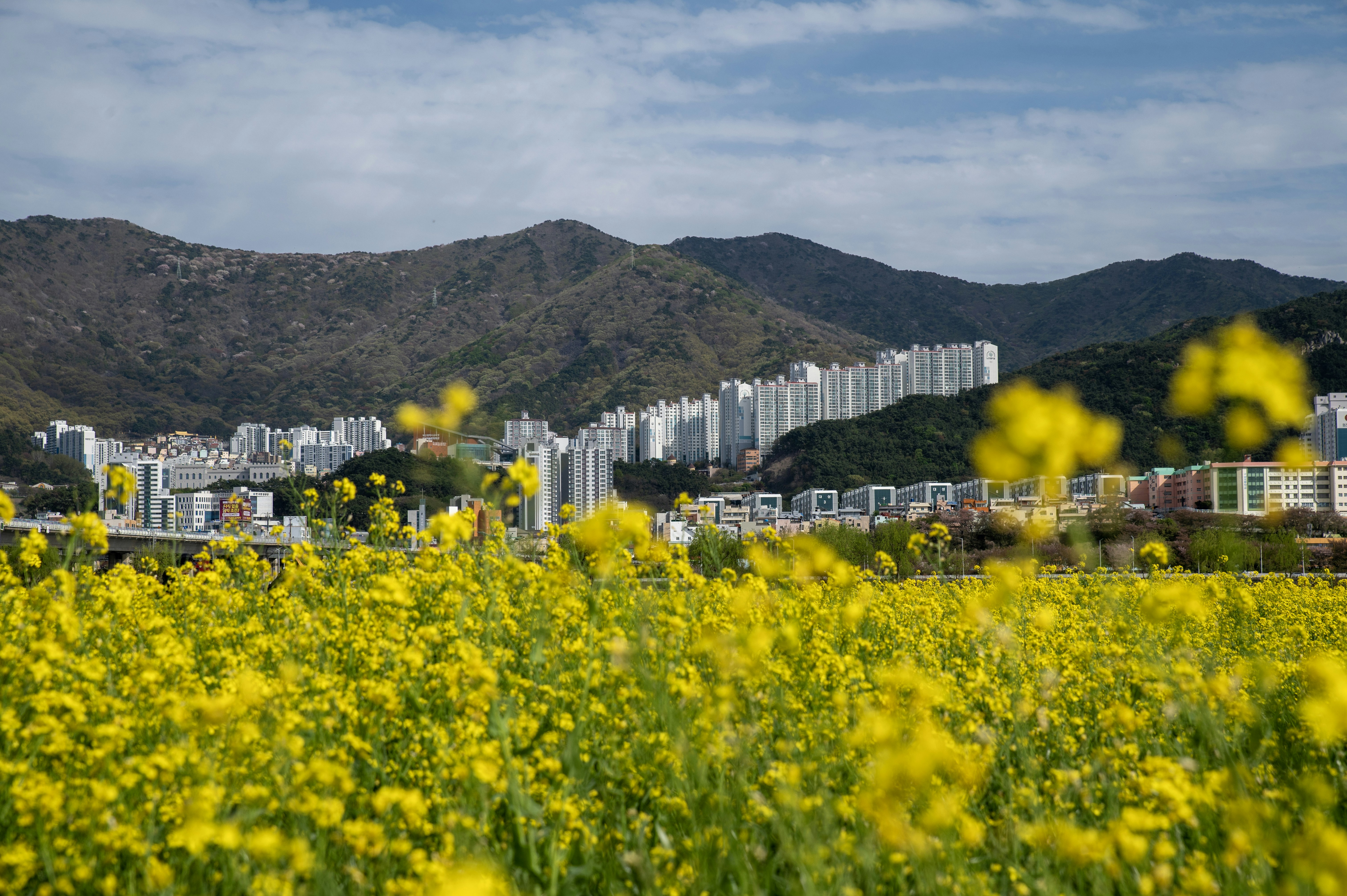 City Ridge Emerges Through a Field of Canary Yellow