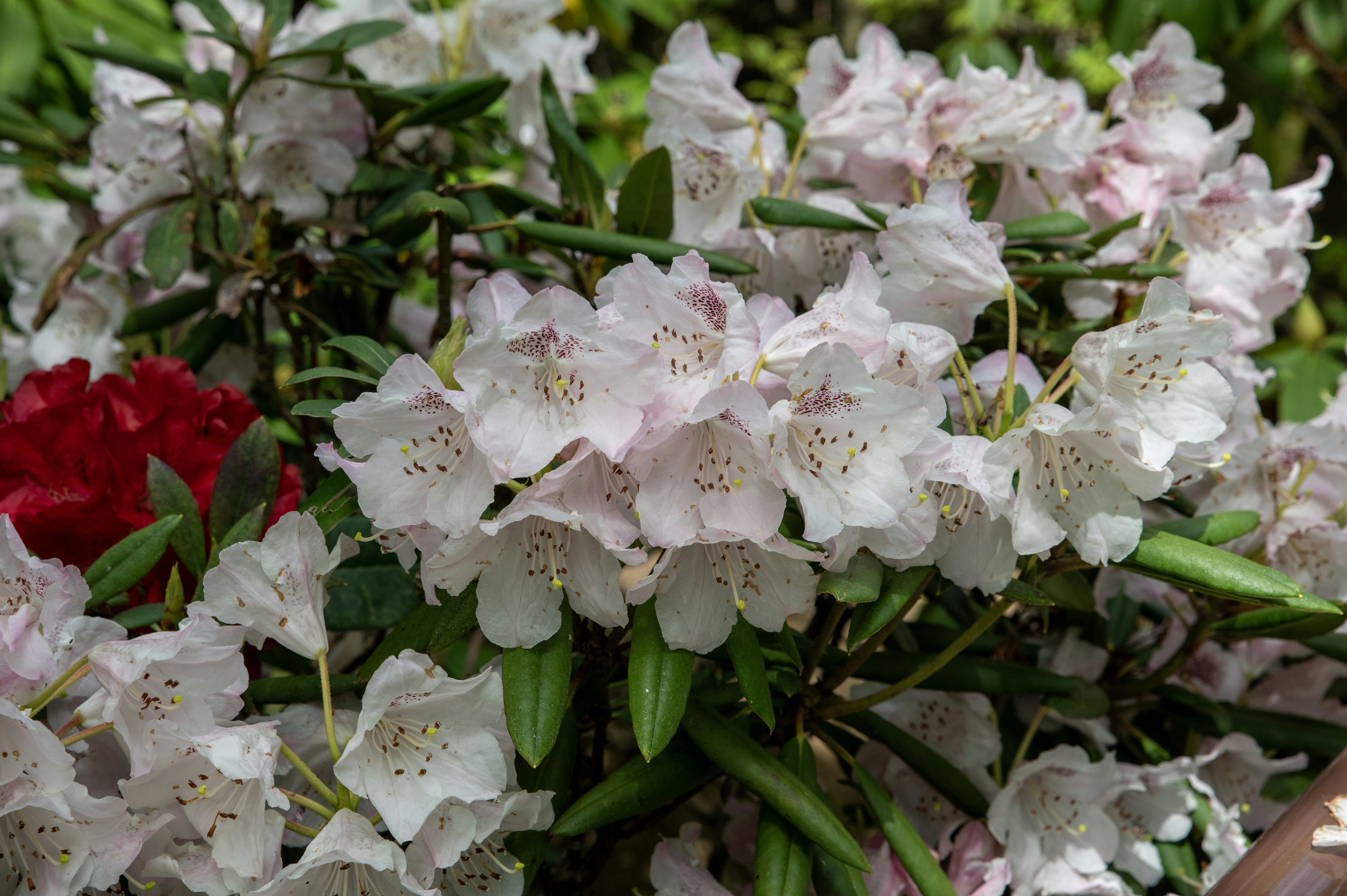 Blossoms in Soft Light: A Quiet Chorus of White-Pink Flowers