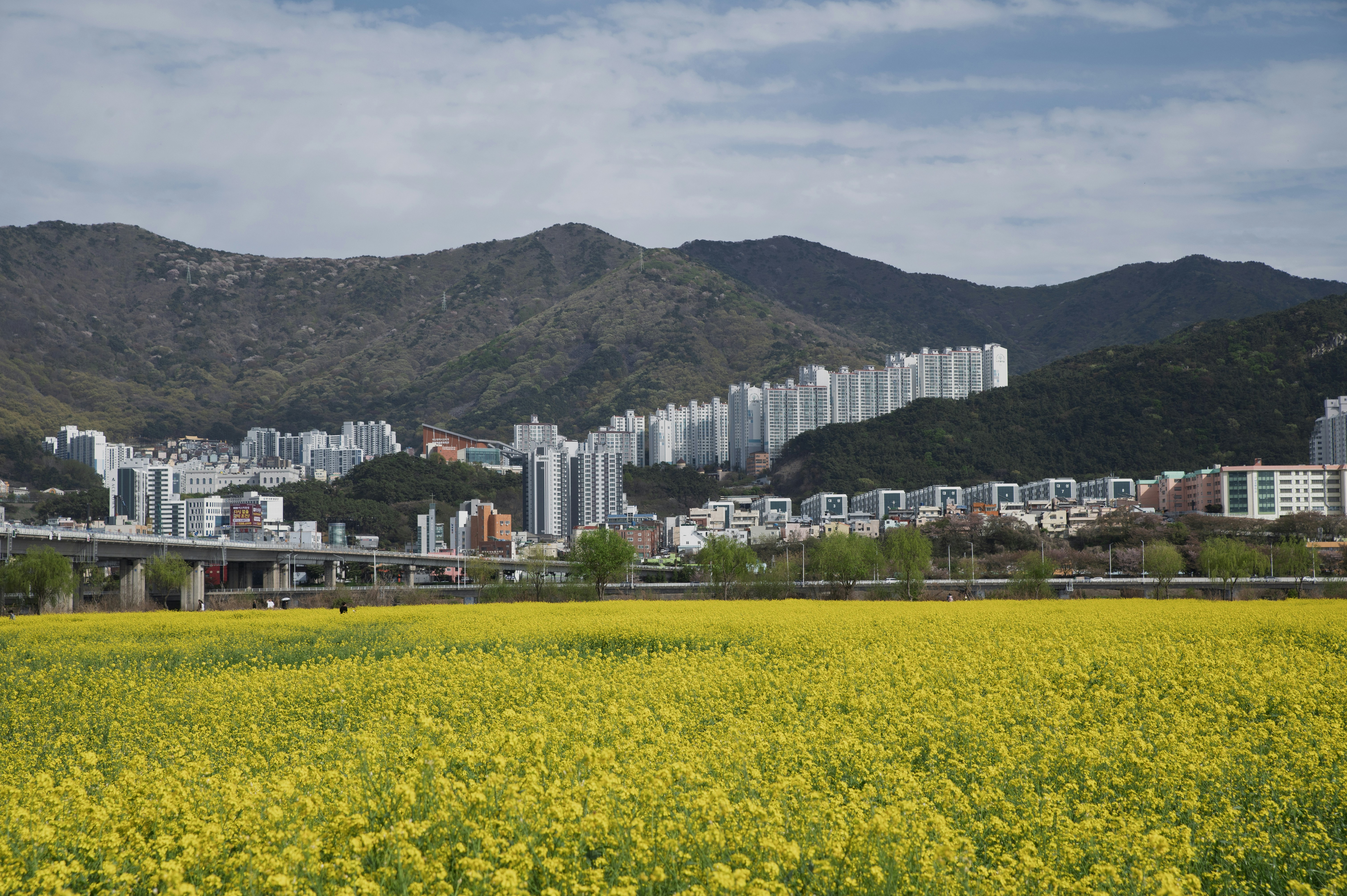 Fields of Canola Crown a Cityscape with Mountain Backdrop