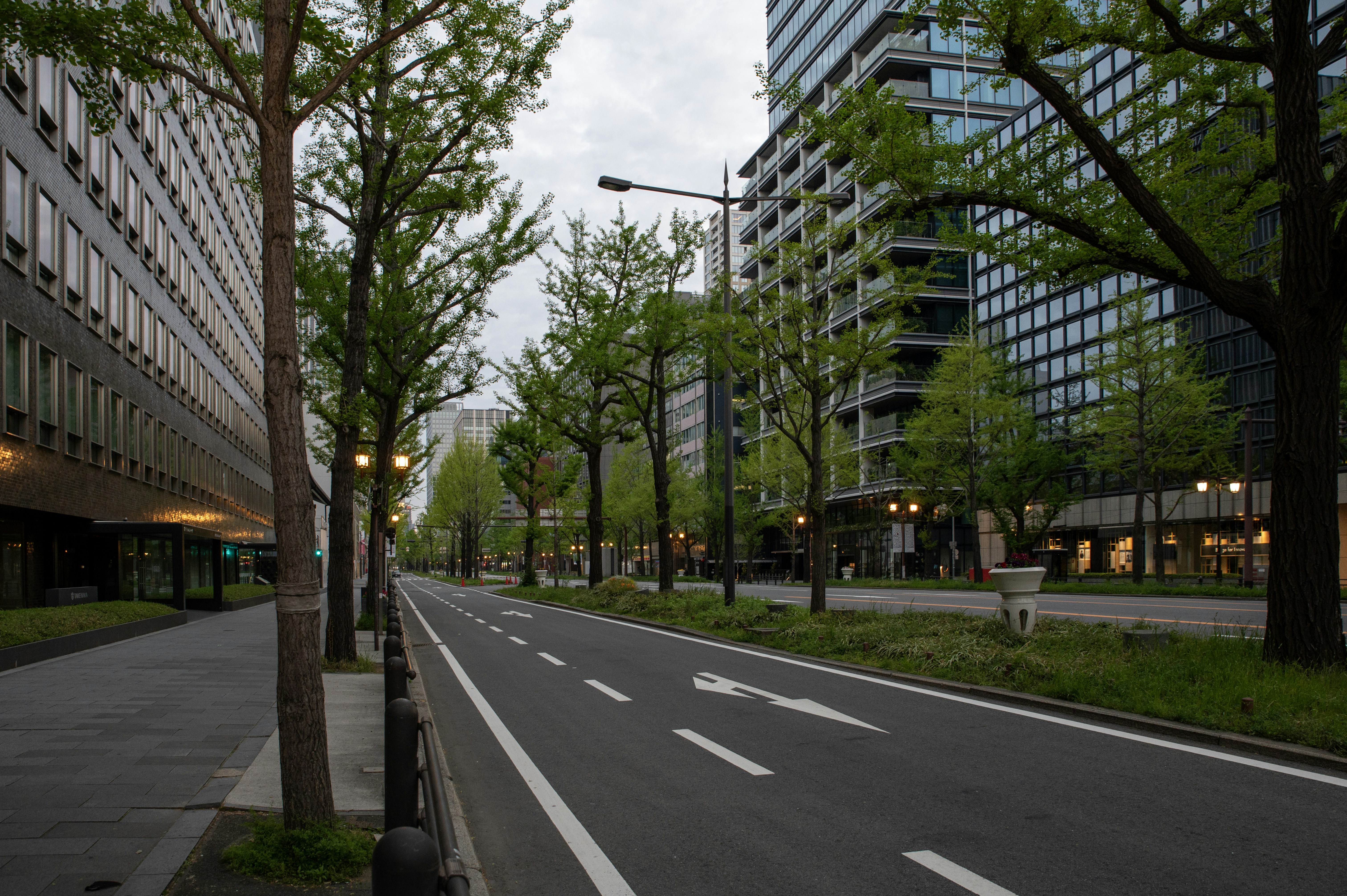 A Quiet Avenue Between Glass Giants