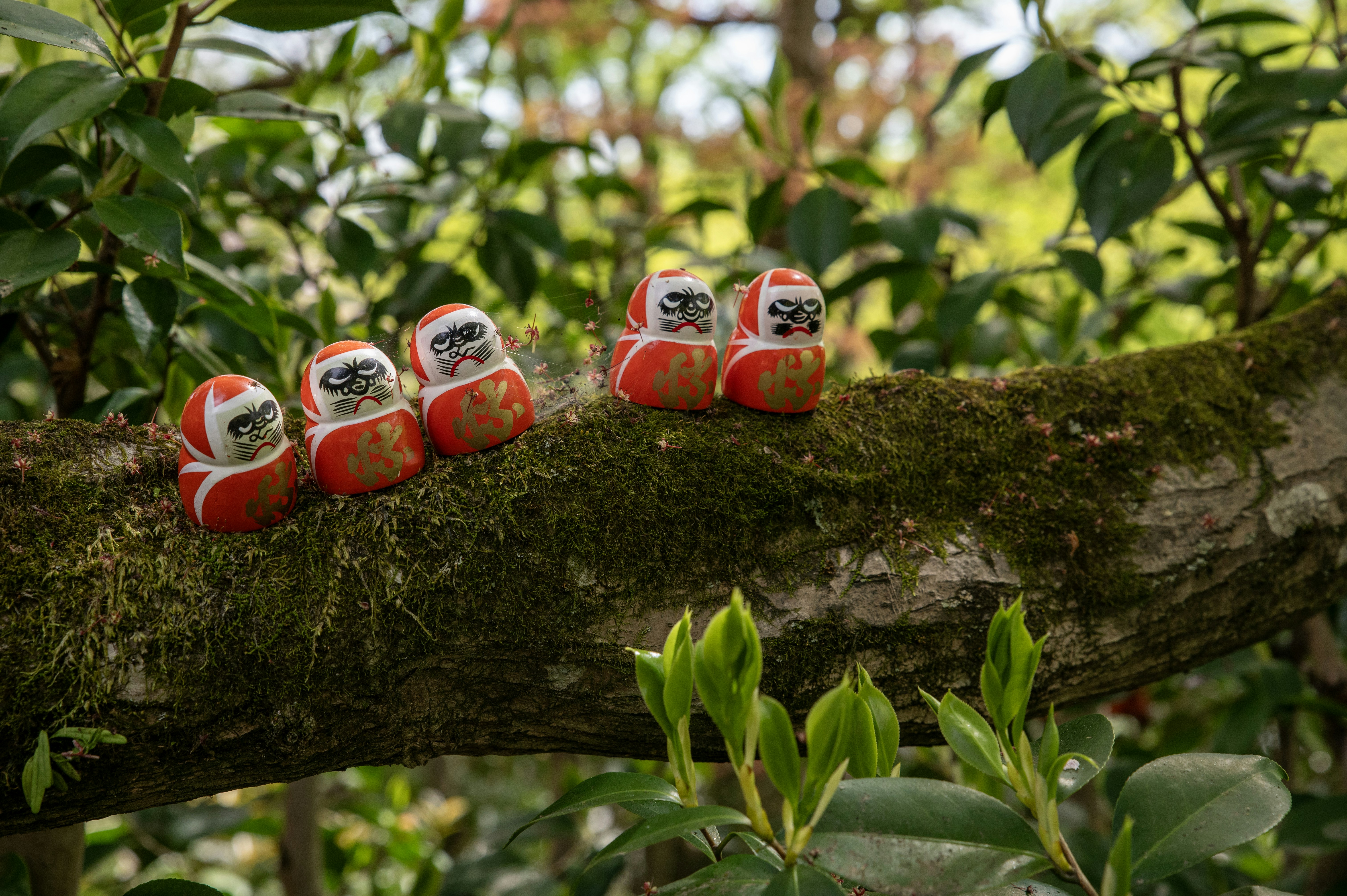 Line of Daruma on a mossy branch amid garden green