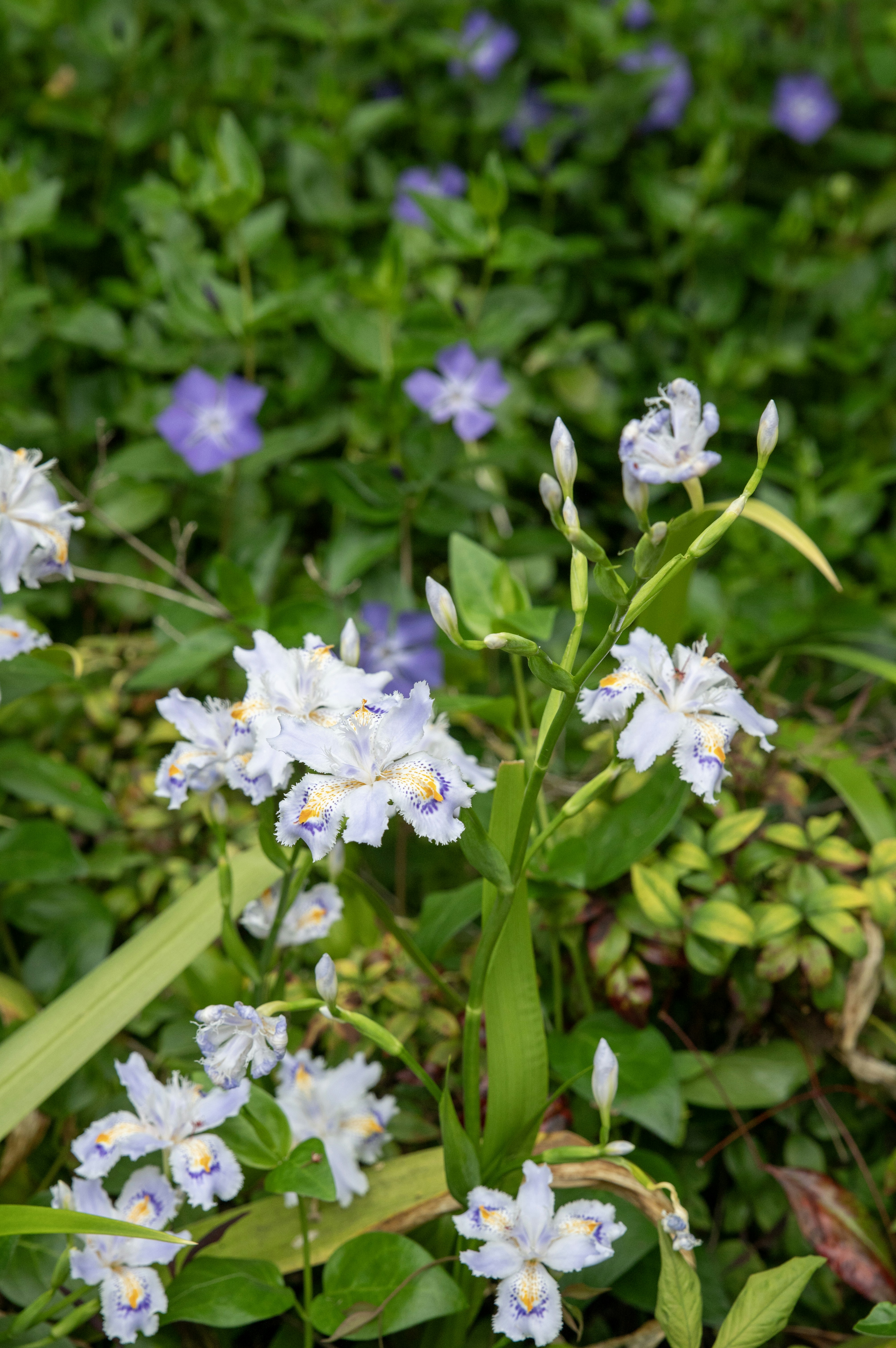 White iris bursts among emerald leaves with purple blossoms in a garden bed