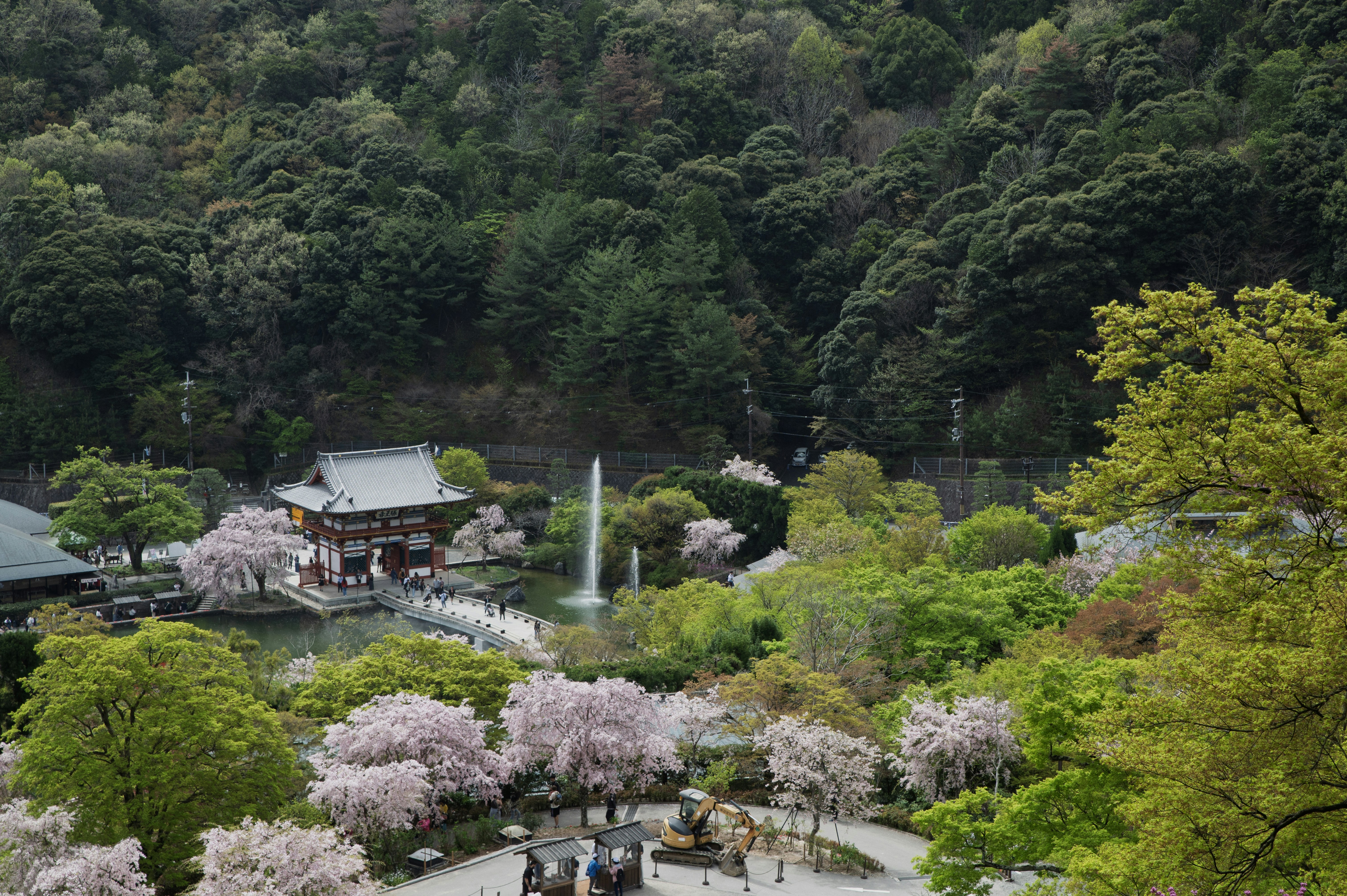 Cherry Blossoms and Temple Courtyard Overlook