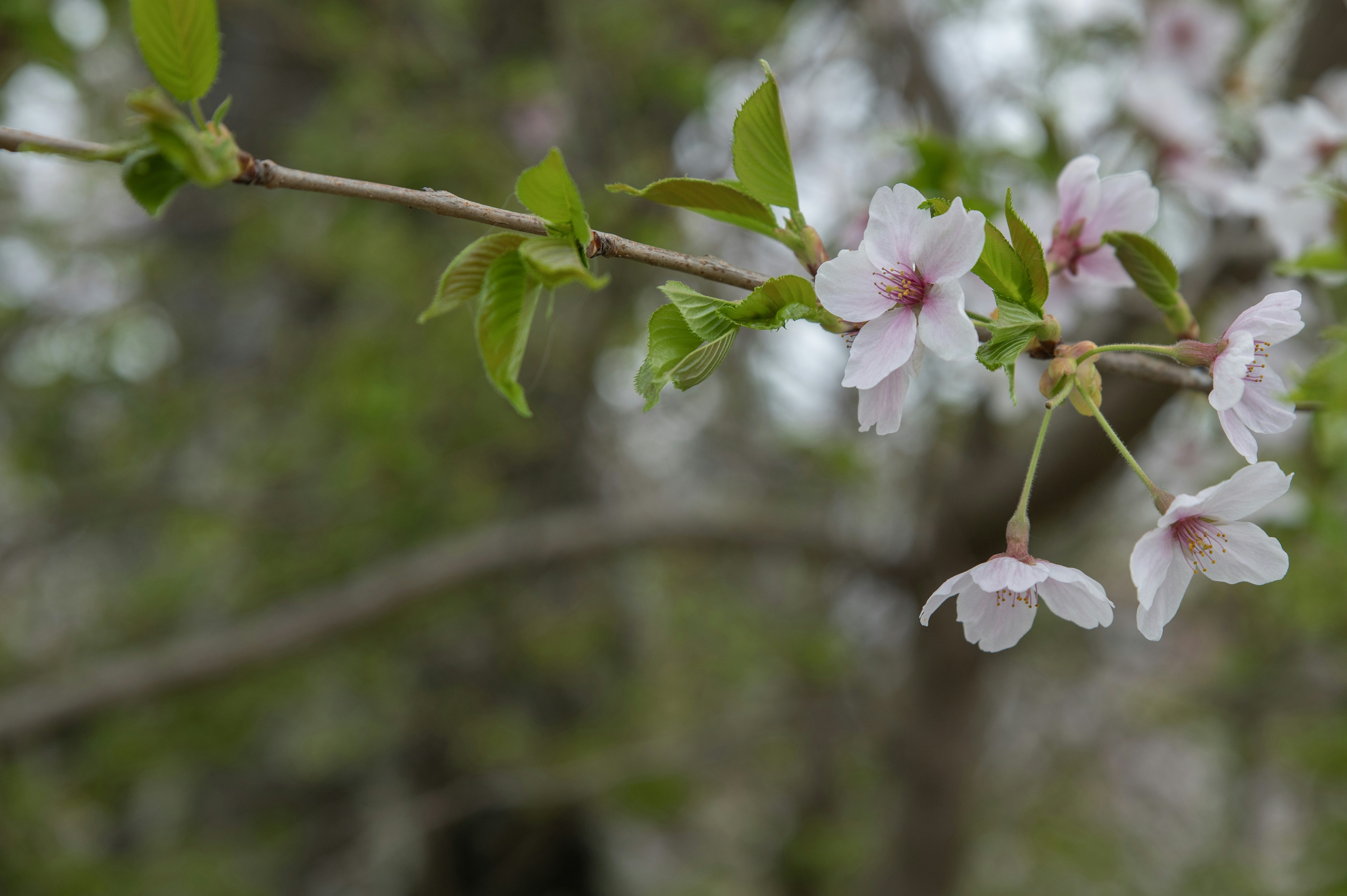 Blossoms on a Quiet Branch