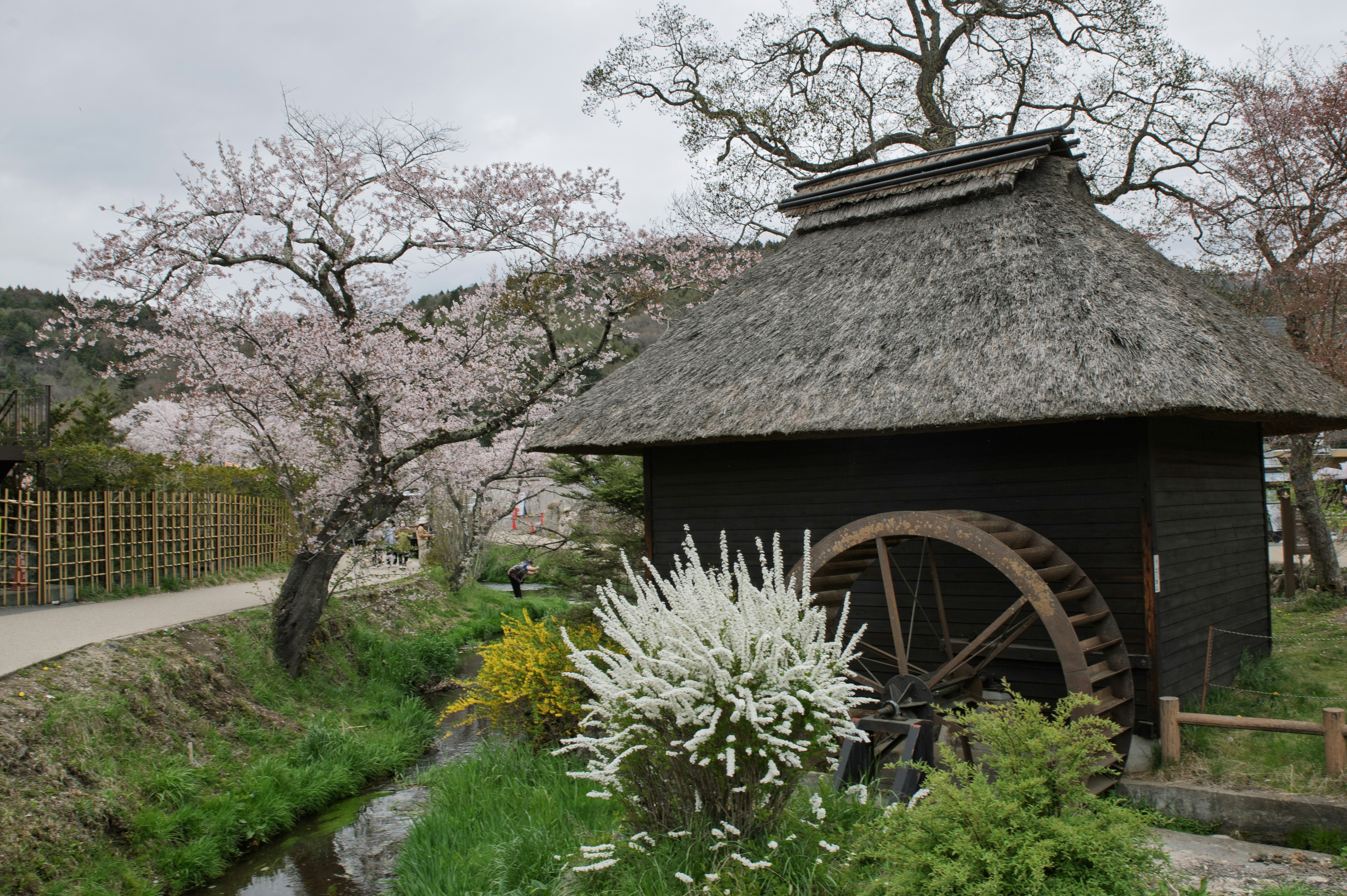 Thatched Mill and Blossoms by the Waterway