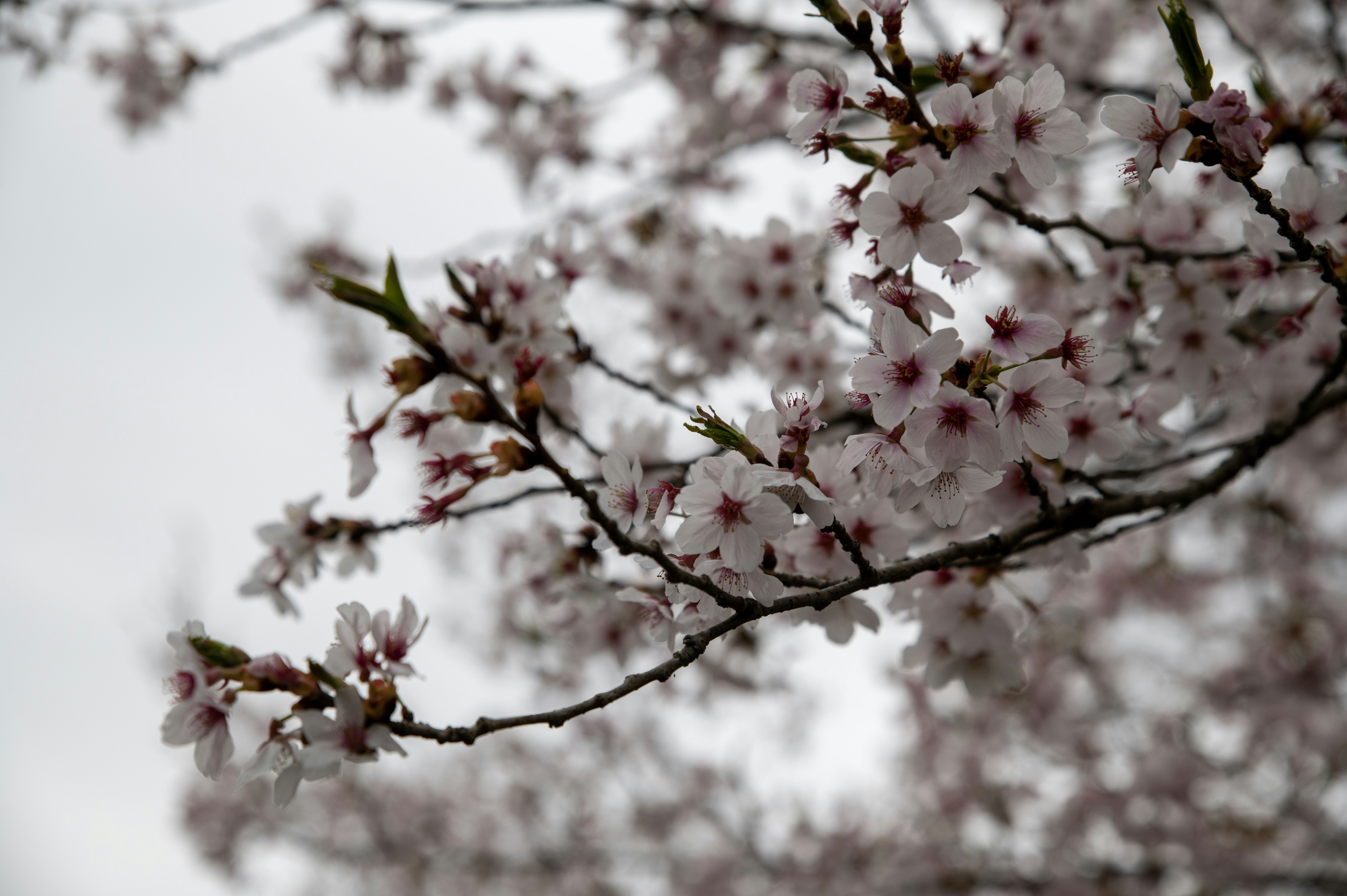 Blossom Branch in Soft Focus: A Quiet Spring Moment